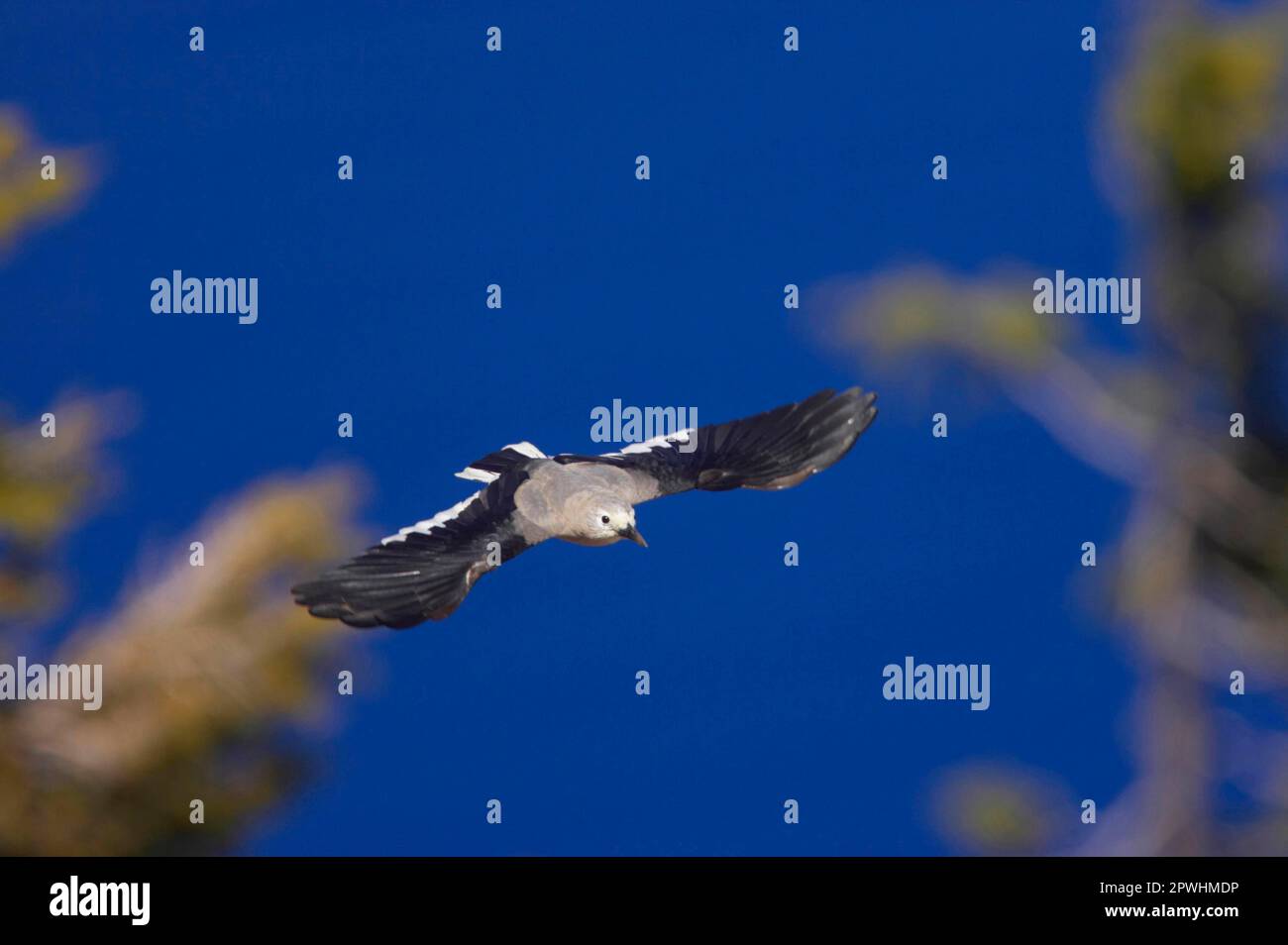 Clark's nutcracker (Nucifraga columbiana), corvids, songbirds, animals ...