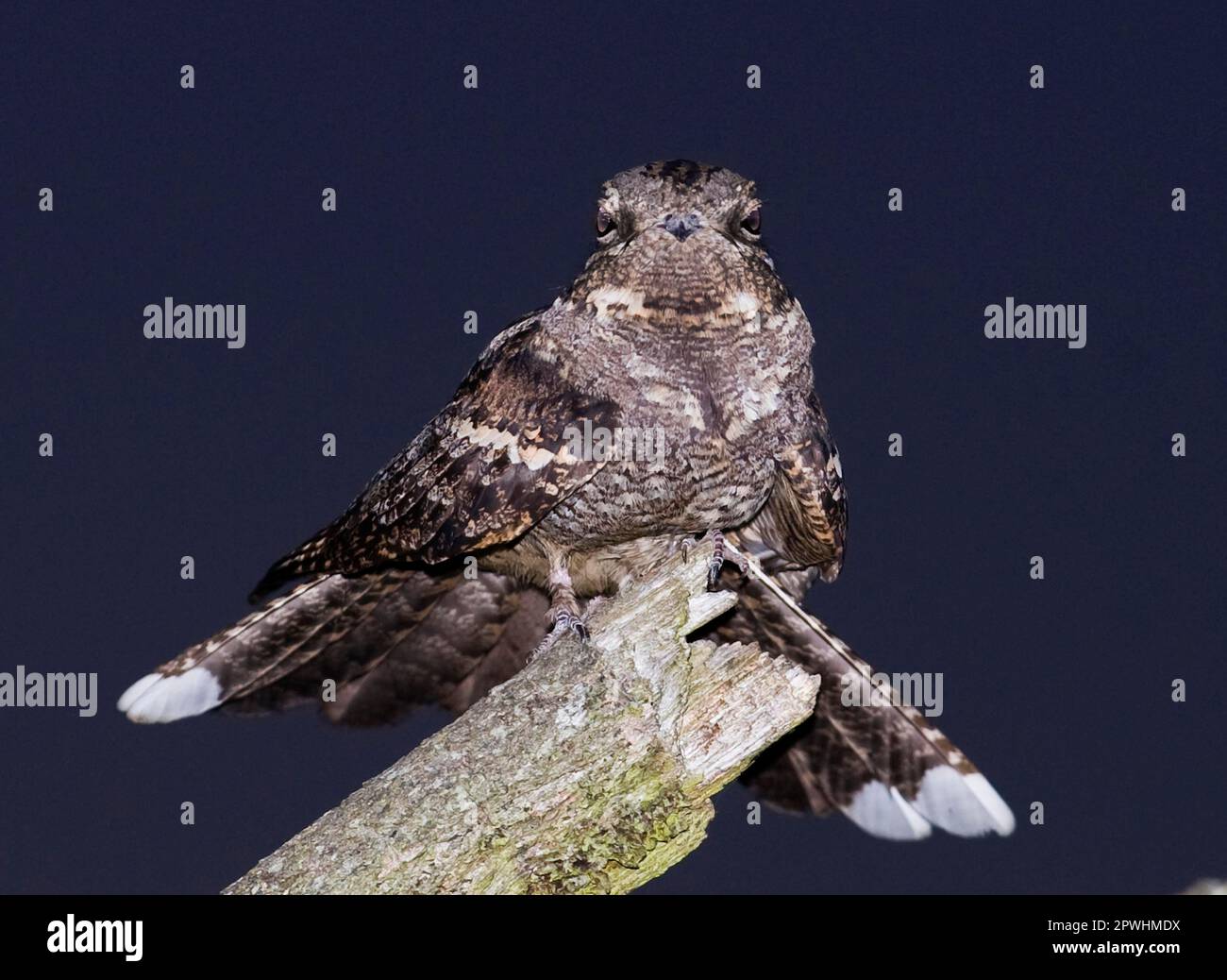 Nightjar england hi-res stock photography and images - Alamy