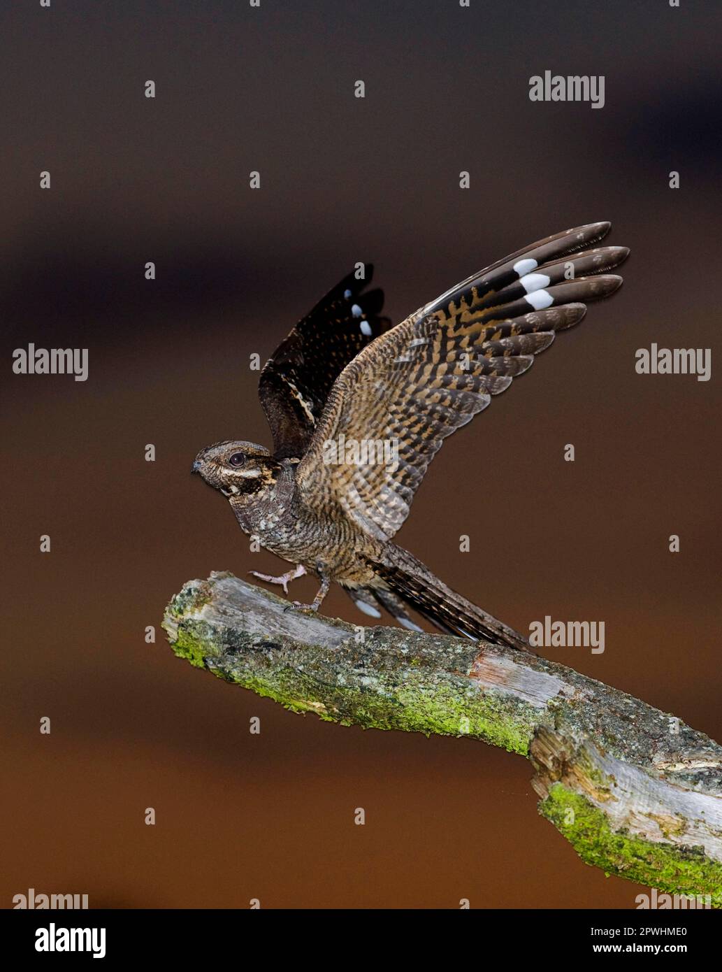 Eurasian european nightjar (Caprimulgus europaeus) adult male, with ...