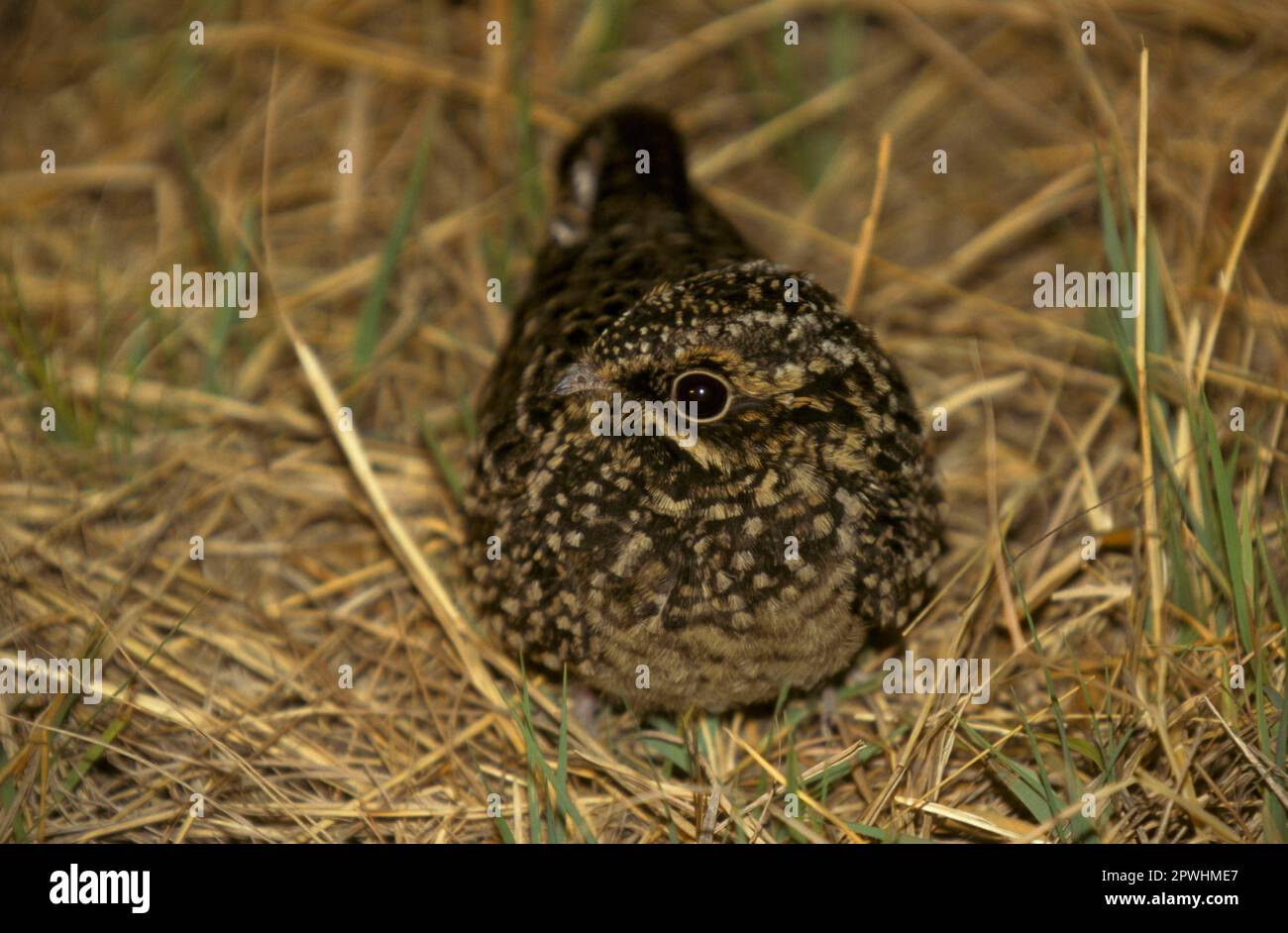 Swamp nightjar hi-res stock photography and images - Alamy
