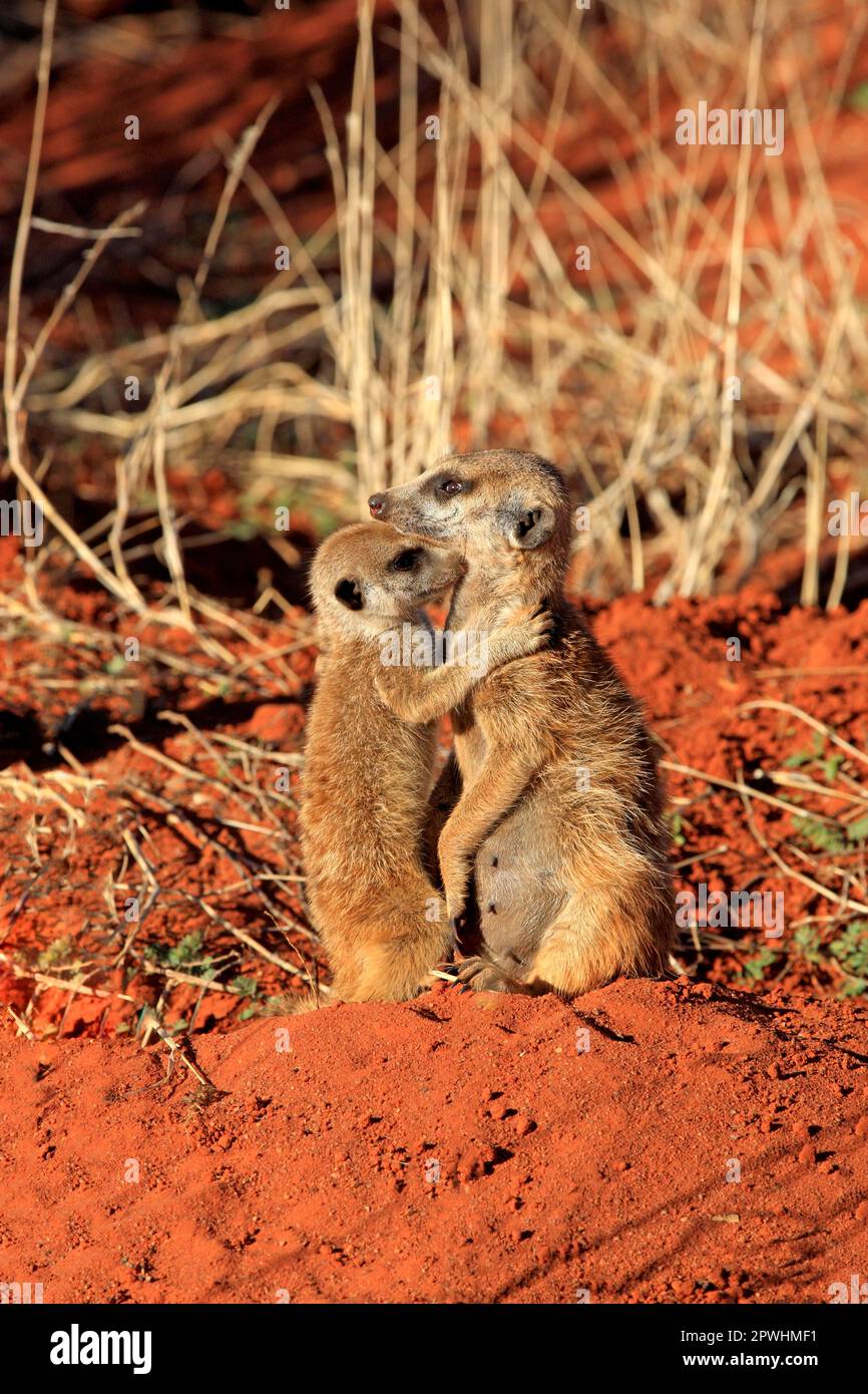 Suricate (Suricata suricatta), group is warming up in morning sun ...