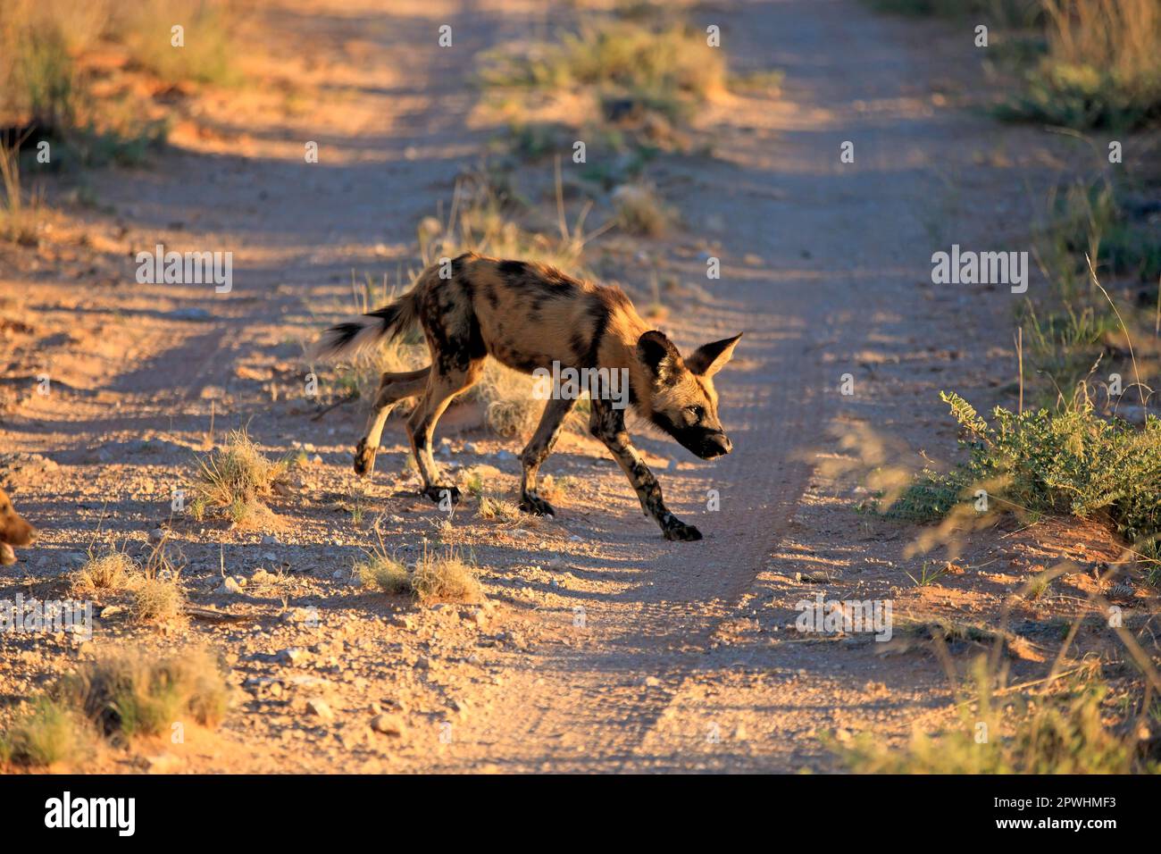 African Wild Dog (Lycaon pictus), adult hunting, Tswalu Game Reserve ...