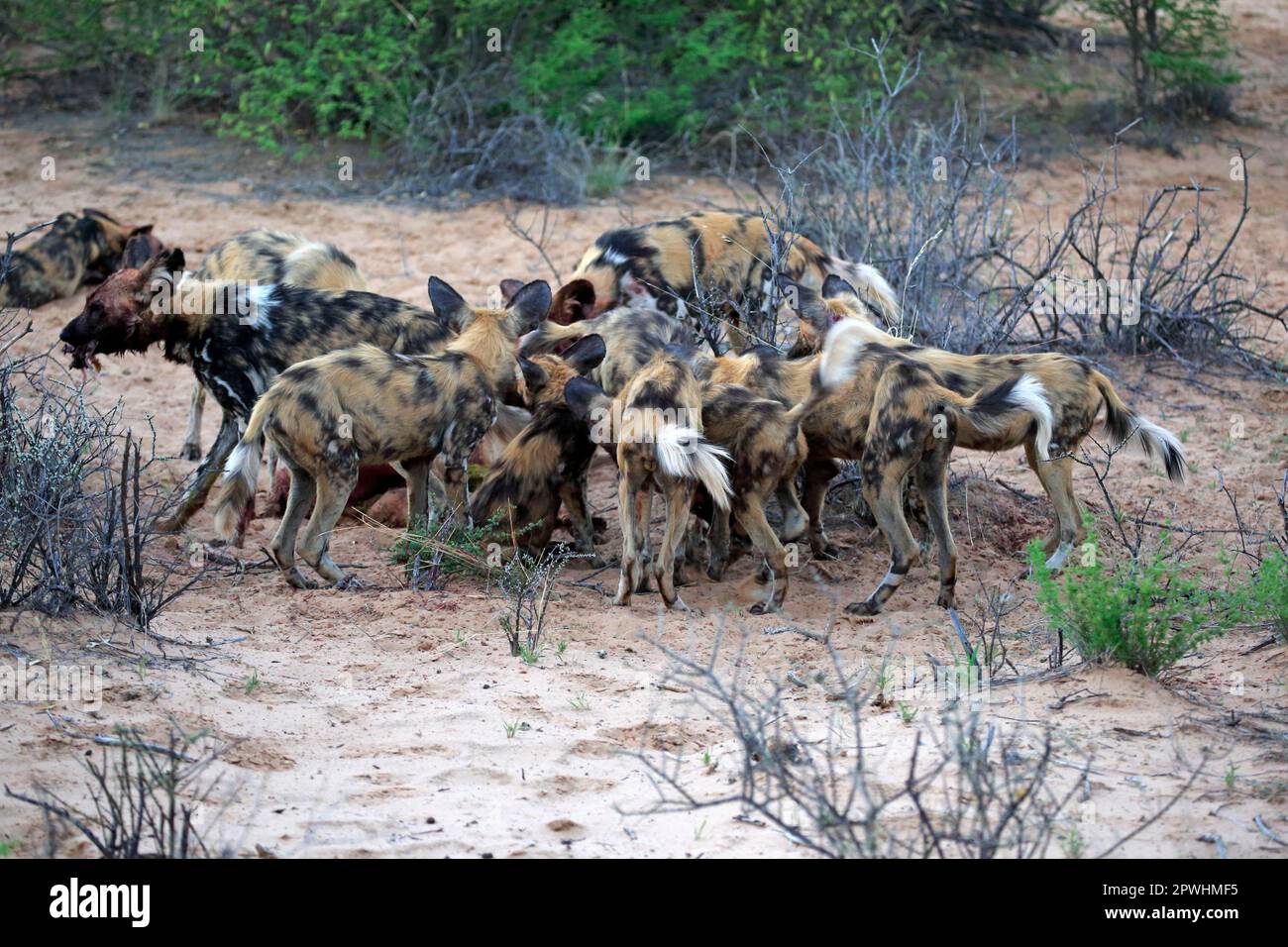 African Wild Dog (Lycaon pictus), pack feeding on kill, Tswalu Game ...