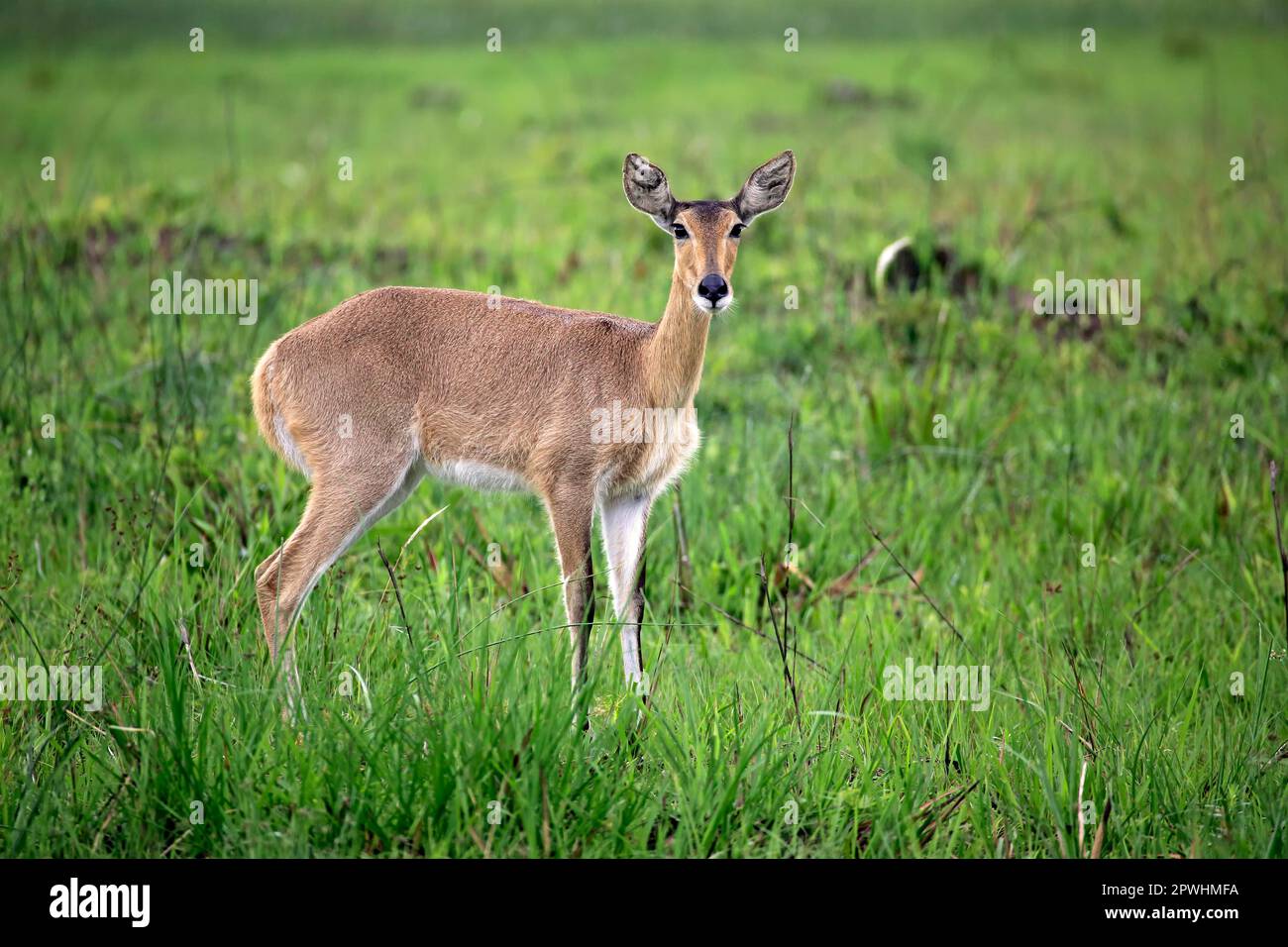 Southern Reedbuck (Redunca arundinum), Common Reedbuck, adult female ...