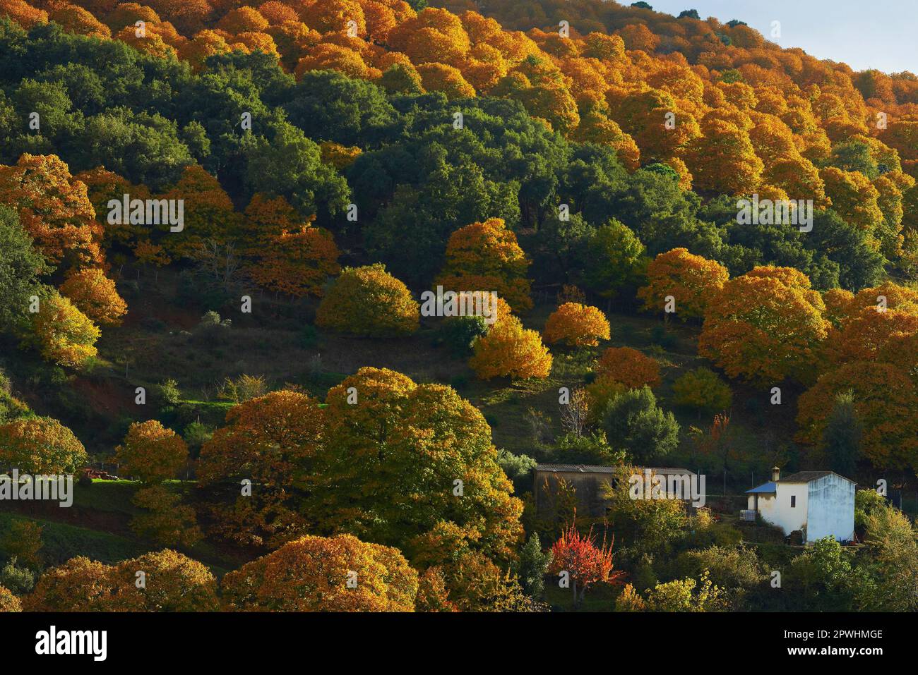 Valle del Genal, chestnut (Castanea sativa), autumn, Genal valley ...