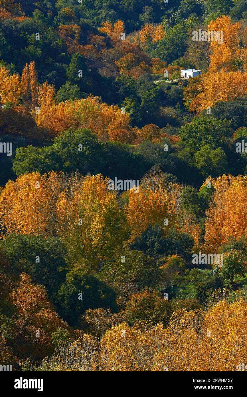 Valle del Genal, chestnut (Castanea sativa), autumn, Genal valley ...