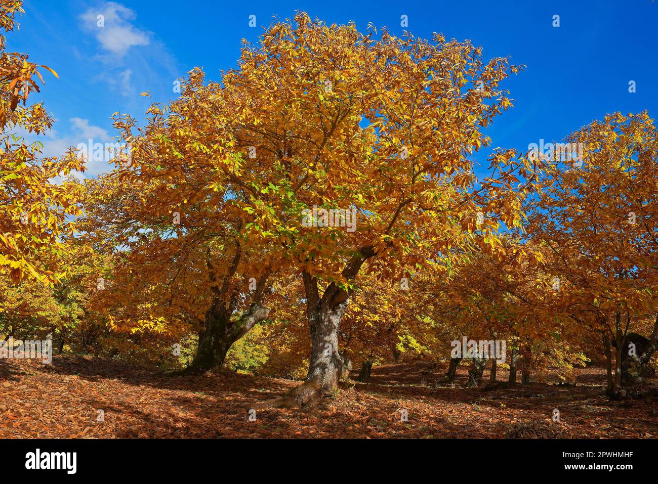 Chestnut (Castanea sativa), Valle del Genal, Autumn, Genal Valley ...