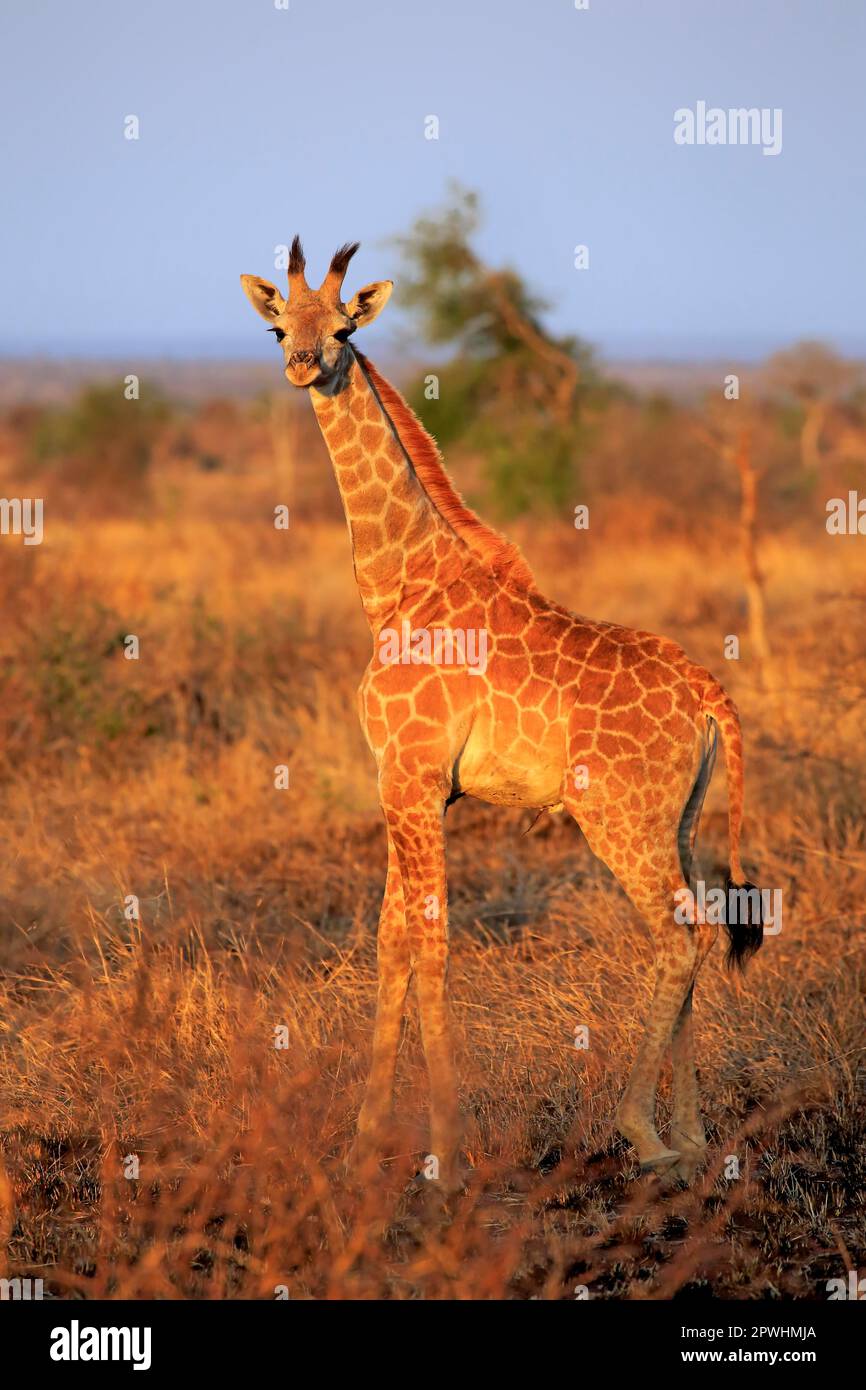 Cape Giraffe (Giraffa camelopardalis giraffa), young, Kruger ...