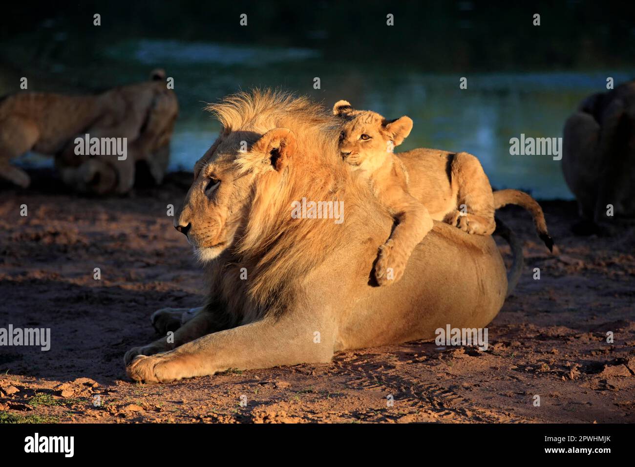 Lion (Panthera leo), young four months old with brother five years old ...