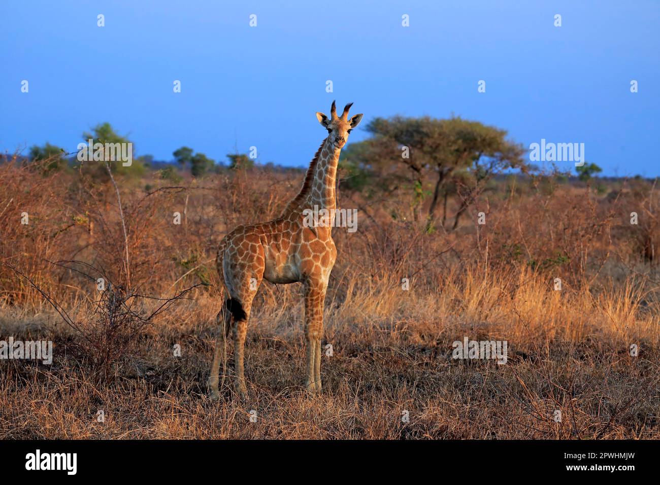 Cape Giraffe (Giraffa camelopardalis giraffa), young, Kruger ...