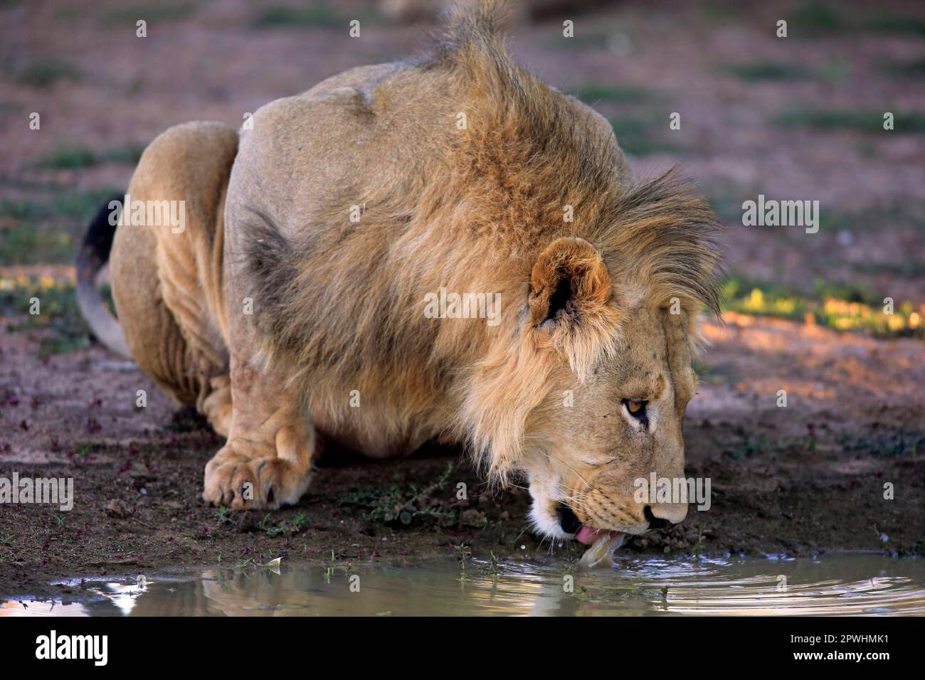 Lion (Panthera leo), male five years old drinking at water, Tswalu Game ...