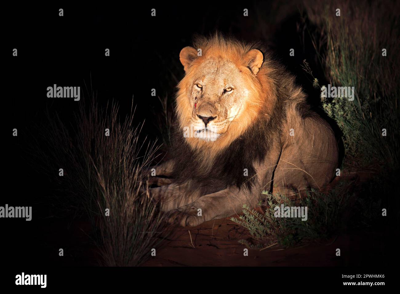 Night tswalu kalahari hi-res stock photography and images - Alamy