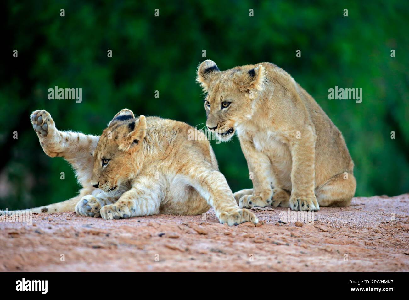 Lion (Panthera leo), two cubs four months old playing, social behaviour ...