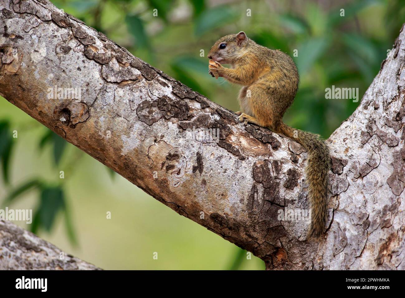 Tree Squirrel, Smith's bush squirrel, yellow-footed squirrel (Paraxerus ...