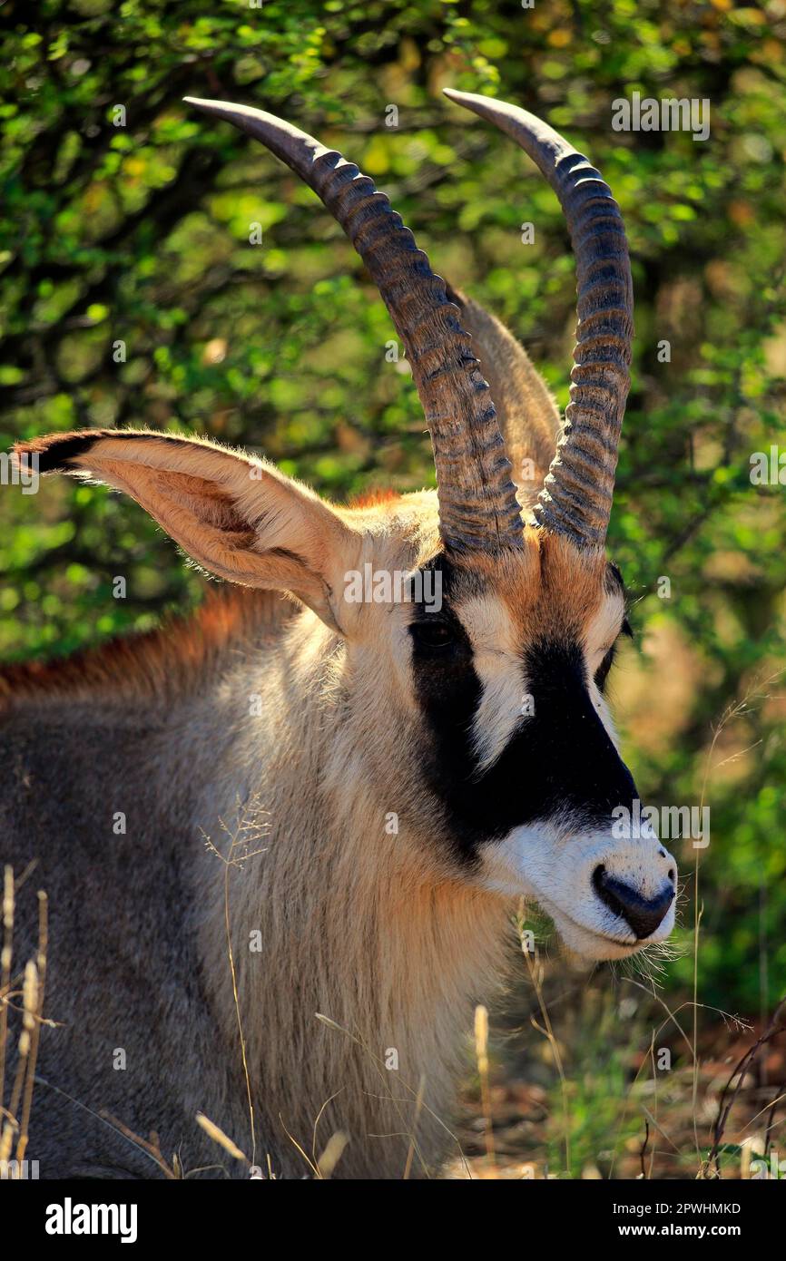 Roan antelope (Hippotragus equinus), adult portrait, Tswalu Game ...