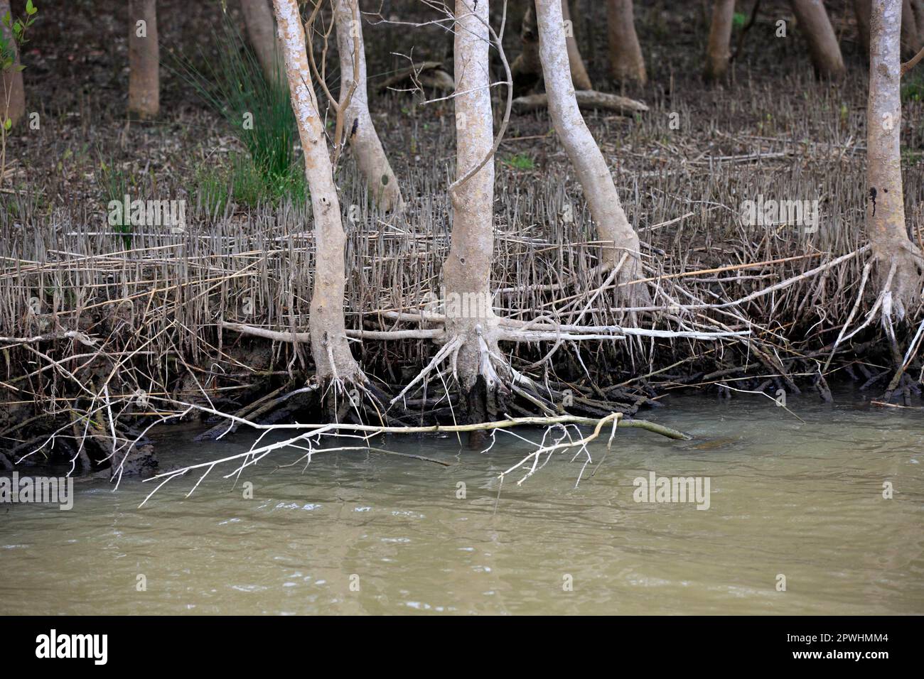 White Mangrove (Laguncularia racemosa), in water, Isimangaliso Wetland ...