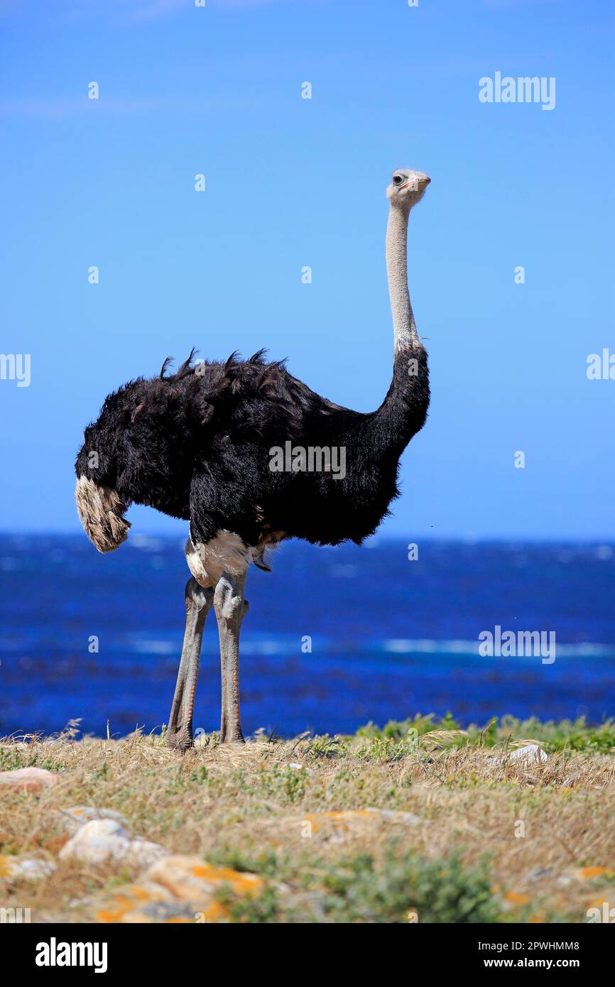 South African Ostrich (Struthio camelus australis), adult male, Cape of ...