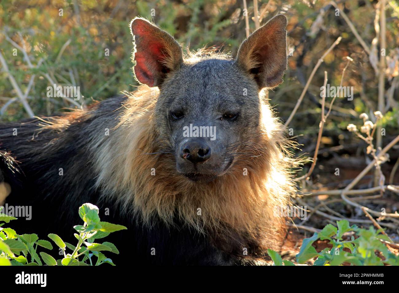 Brown hyena (Parahyaena brunnea), adult portrait, Tswalu Game Reserve ...