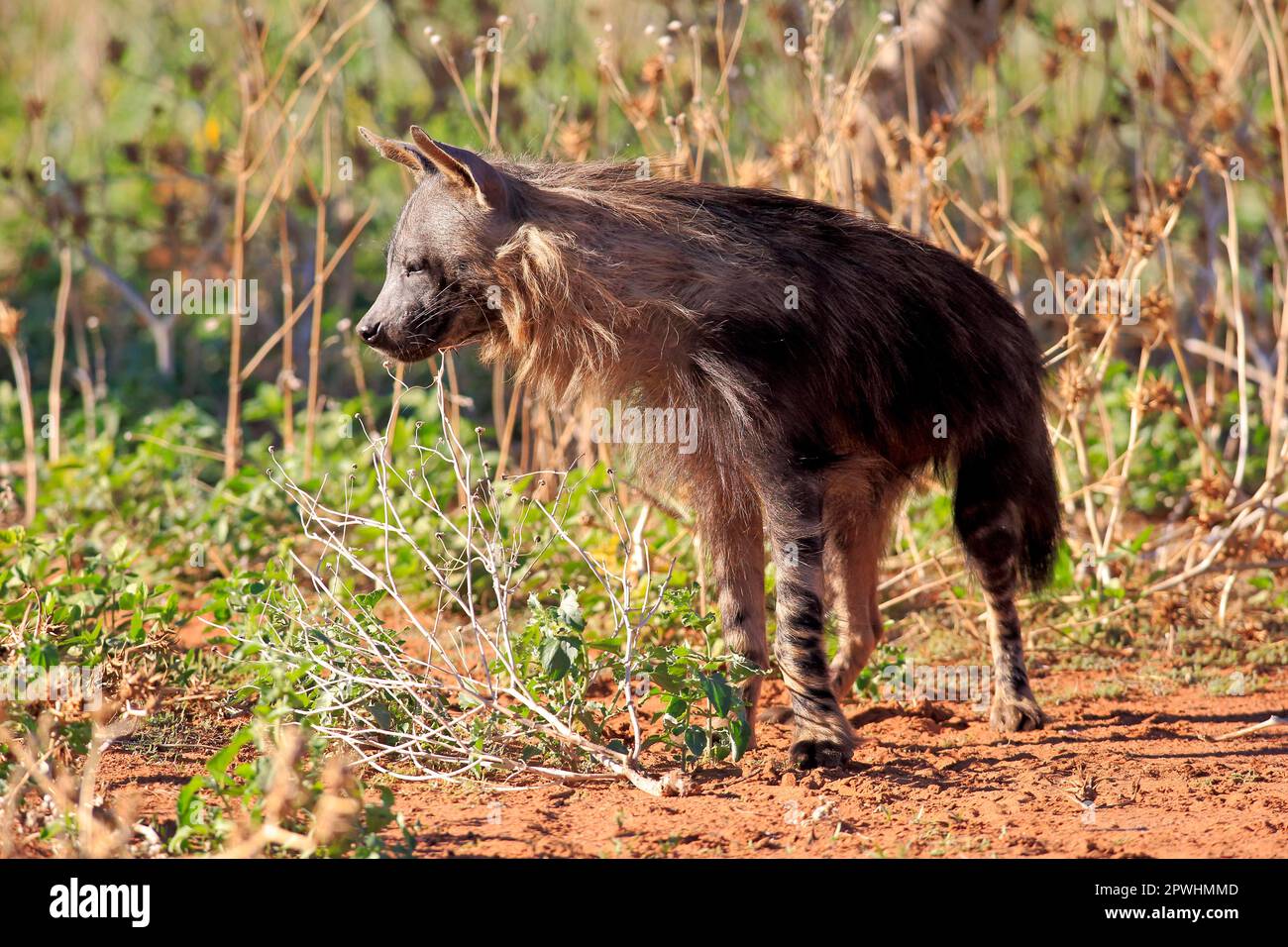 Brown hyena (Parahyaena brunnea), adult, Tswalu Game Reserve, Kalahari ...
