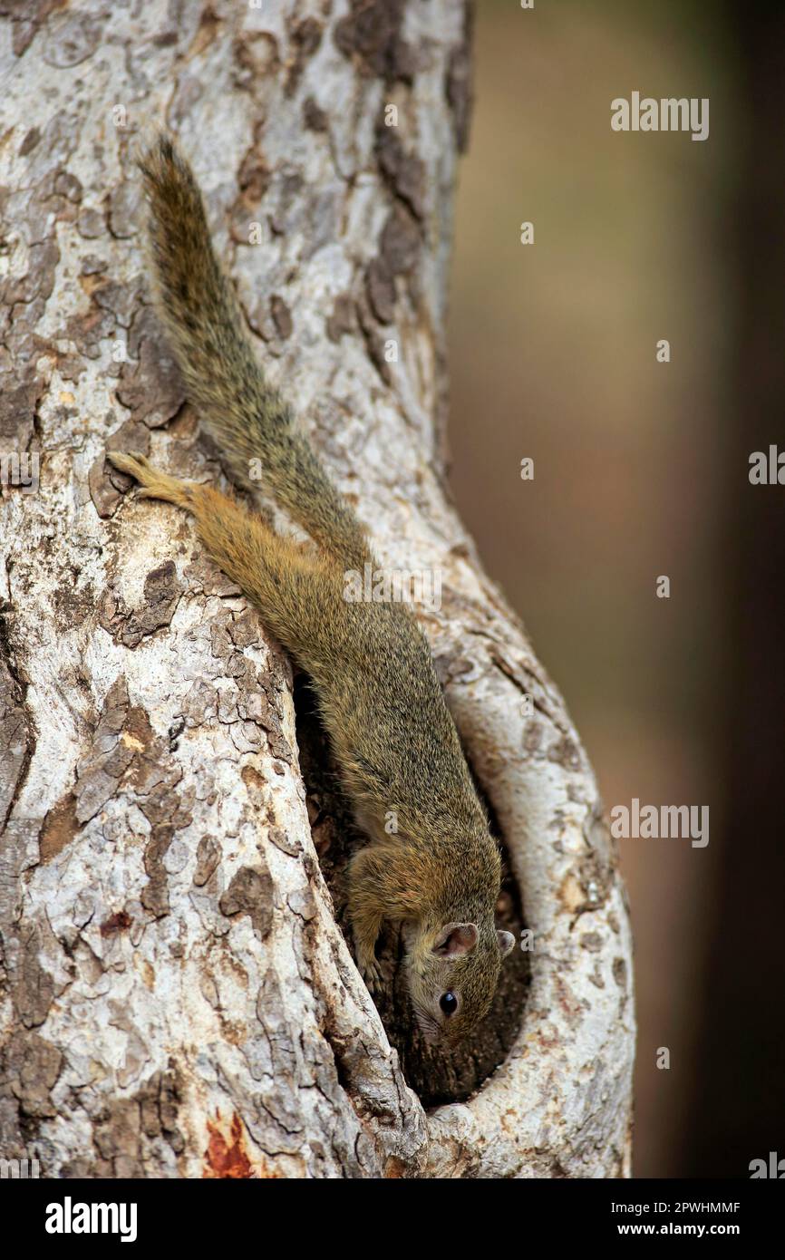 Tree Squirrel, Smith's bush squirrel, yellow-footed squirrel (Paraxerus ...