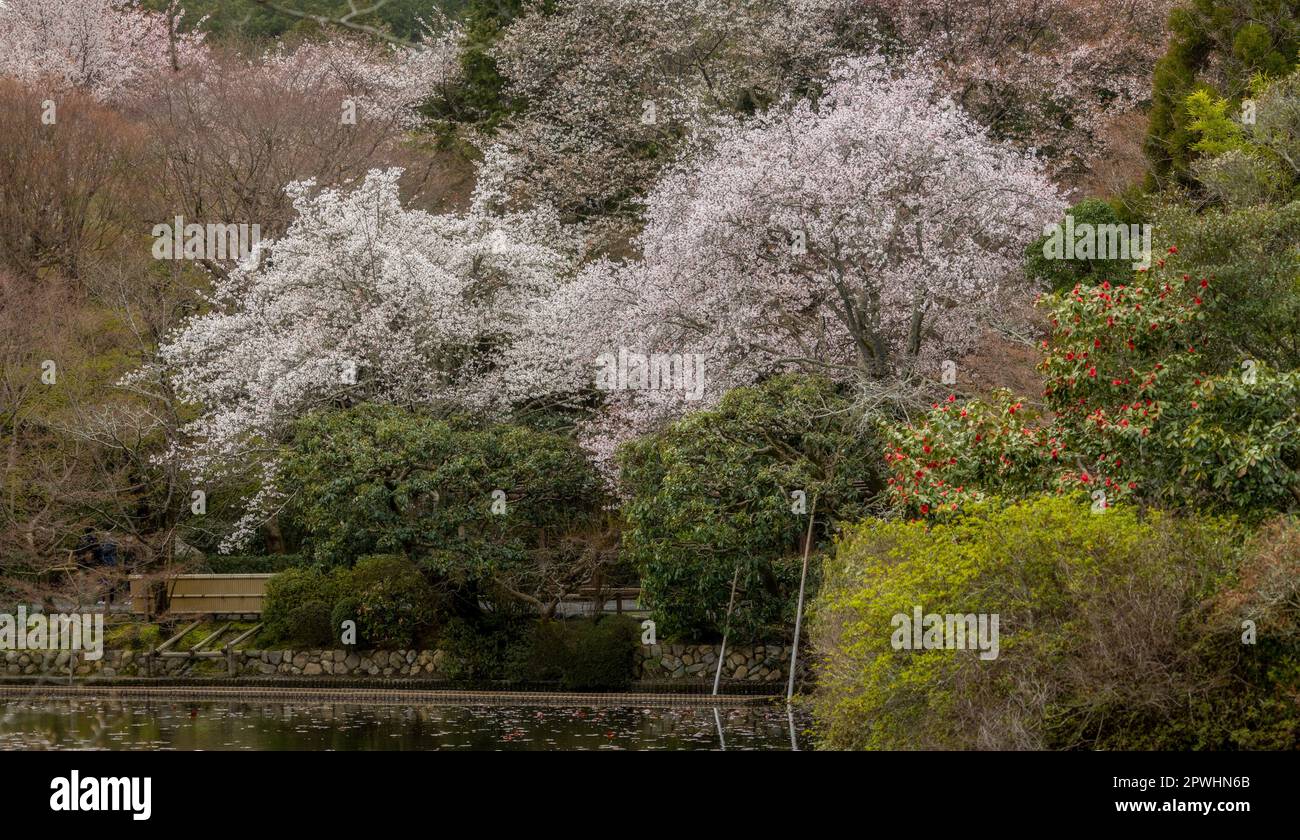 Sakura blossom on the shore of a tiny pond near the Ryoanji Temple in ...