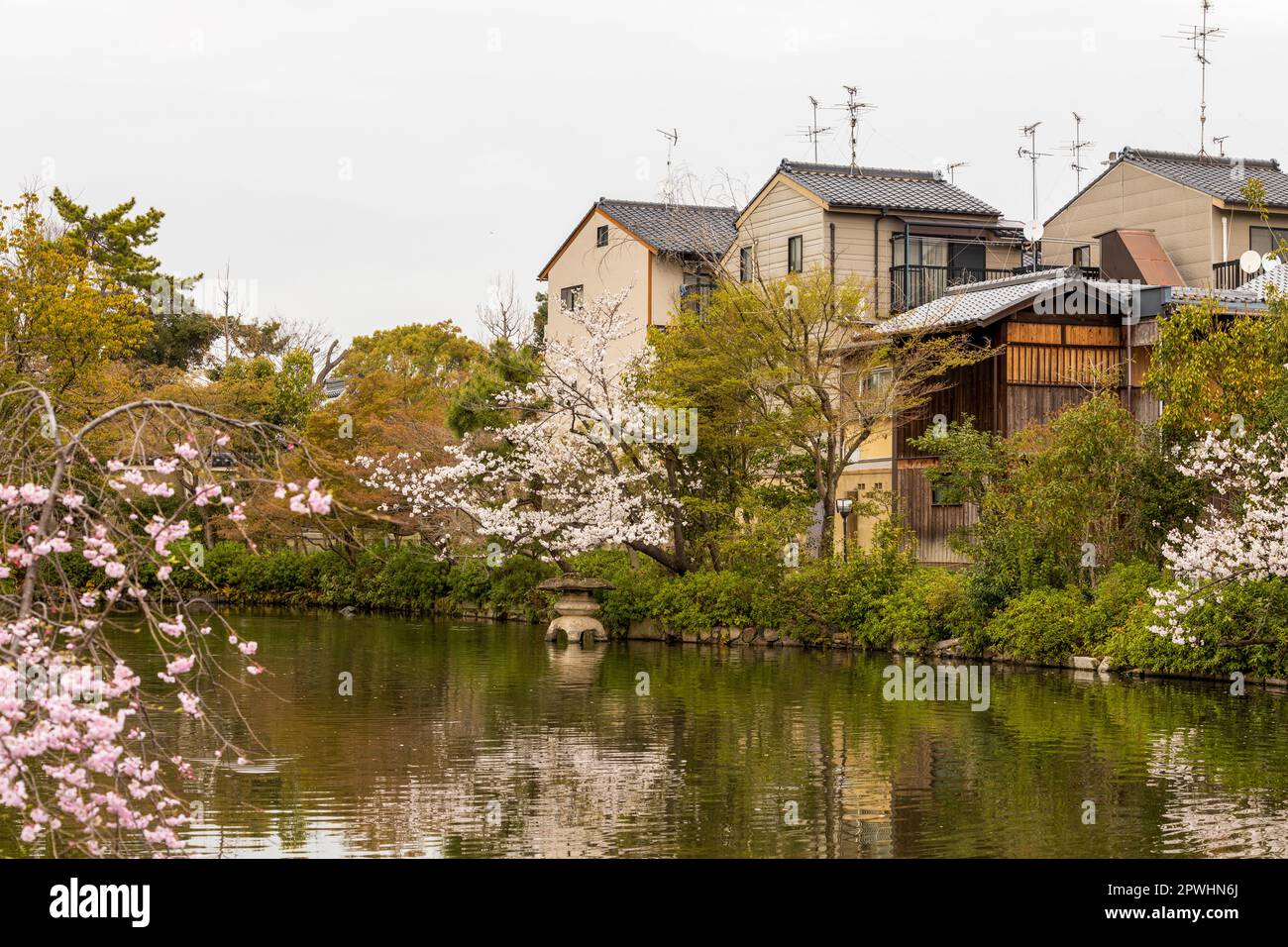 Sakura blossom on the shore of a tiny pond near the Ryoanji Temple in ...