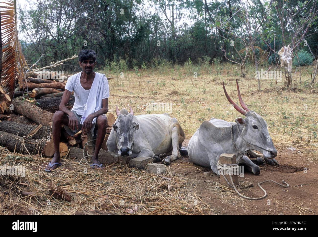 Alambadi breed, Karnataka, India Stock Photo - Alamy