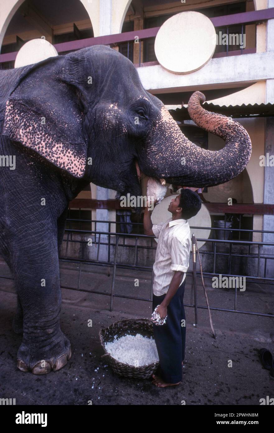 Feeding the temple elephant of Sri Manjunatha Temple Dharmasthala near ...