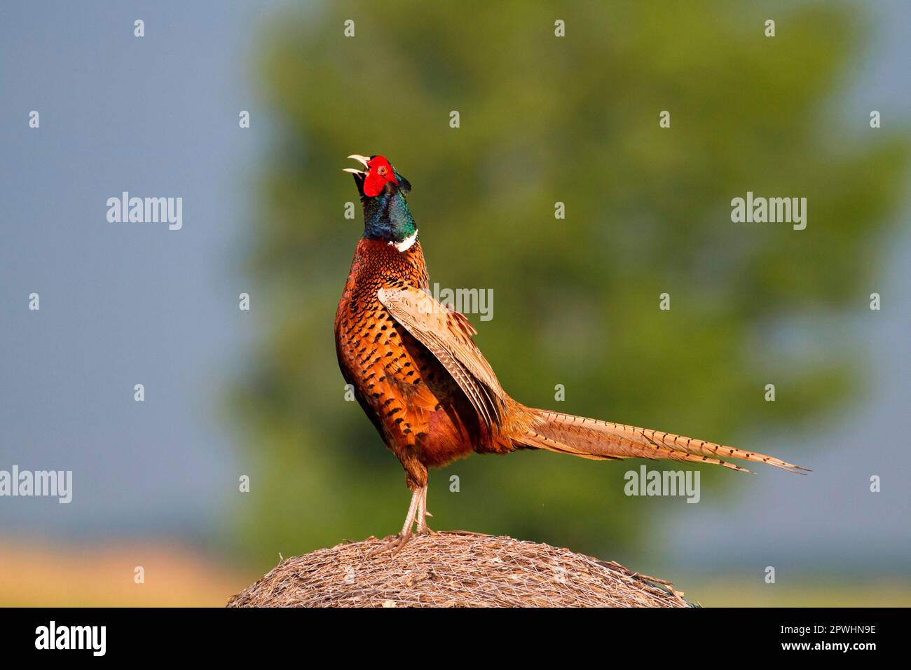 Hunting pheasant, male Stock Photo - Alamy