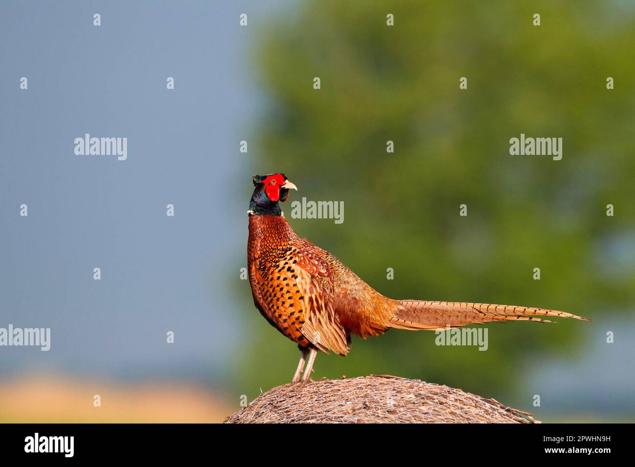 Hunting pheasant, male Stock Photo - Alamy