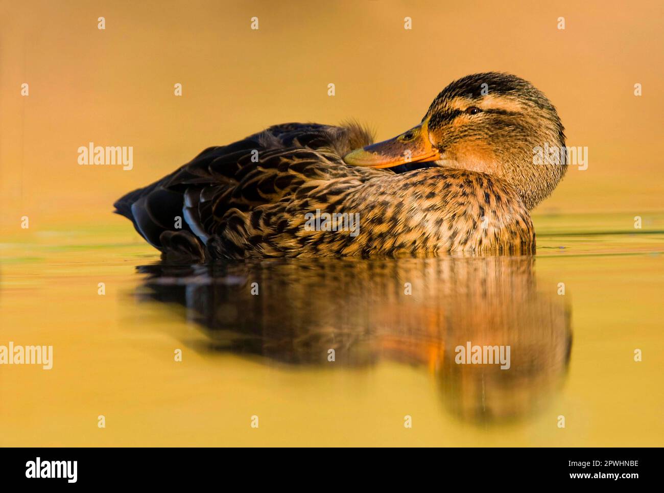 Mallard plumage hi-res stock photography and images - Alamy