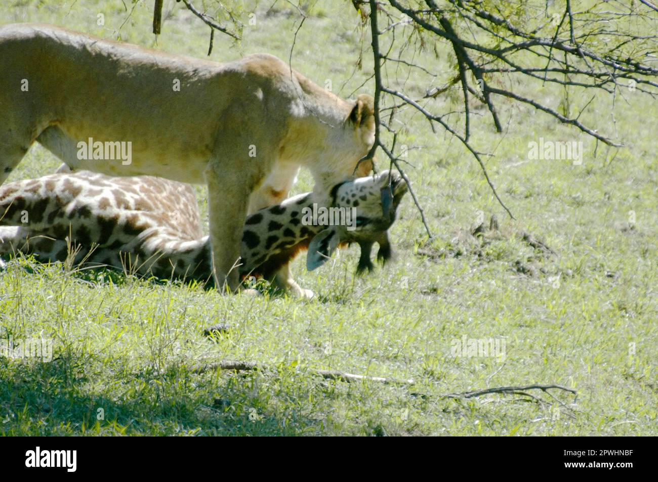 Lion hunt giraffe hi-res stock photography and images - Alamy