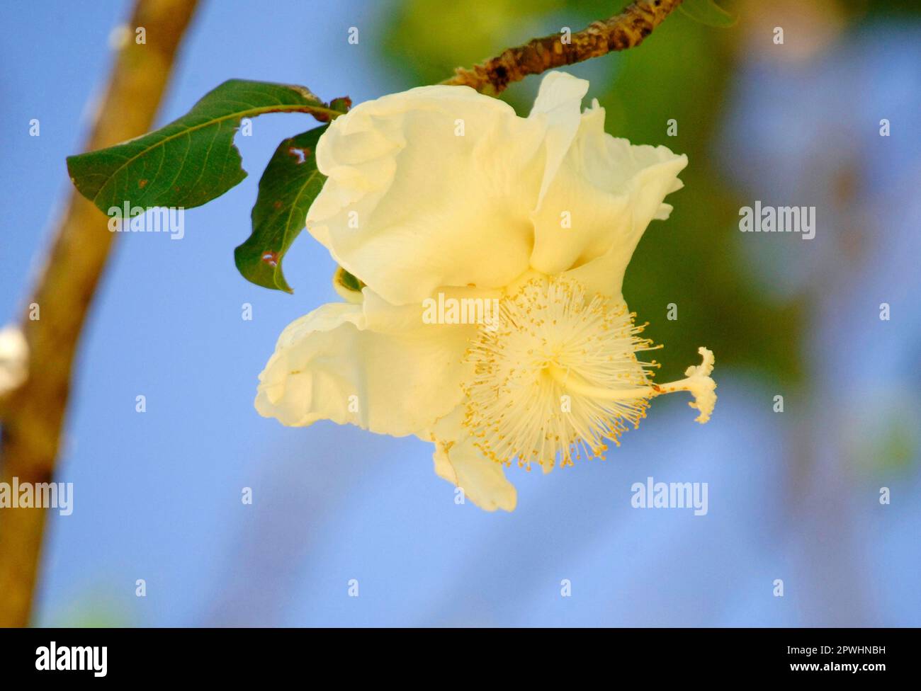 Baobab flower hi-res stock photography and images - Alamy