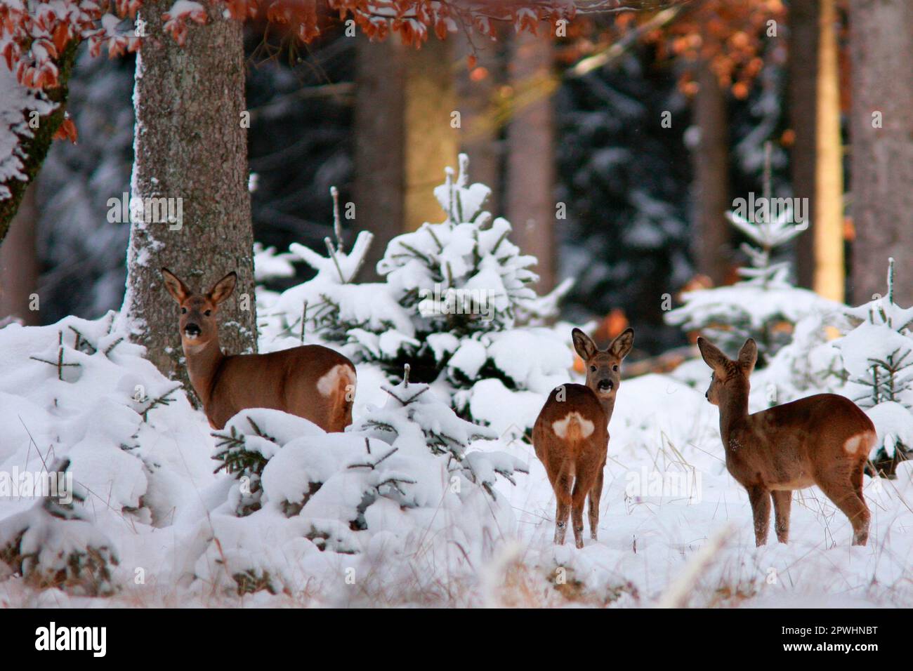 Roe deer, doe and young Stock Photo - Alamy