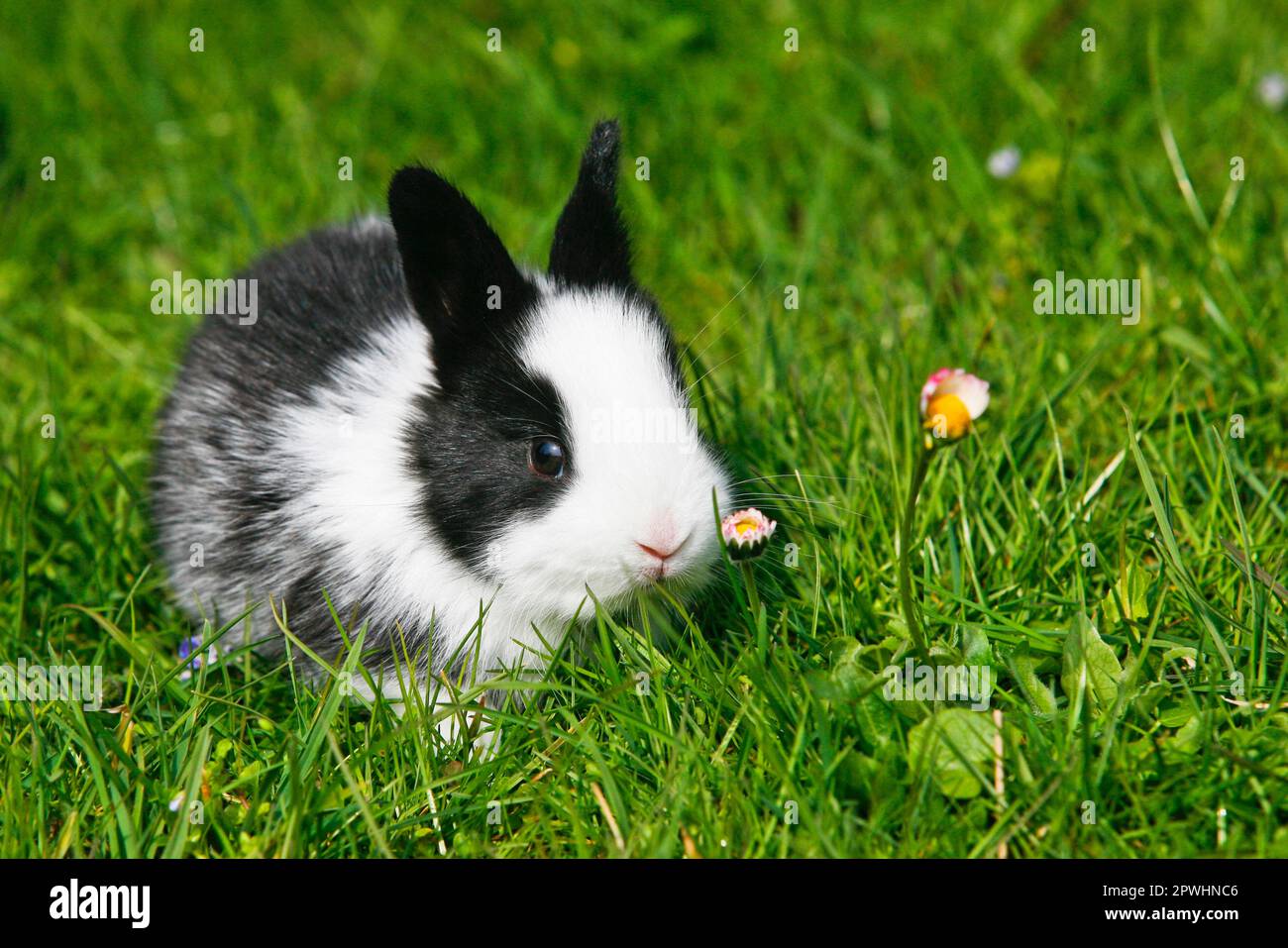 Pygmy rabbits hi-res stock photography and images - Alamy