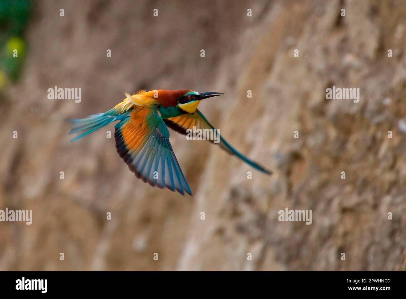 Bee eater bee eater hi-res stock photography and images - Alamy