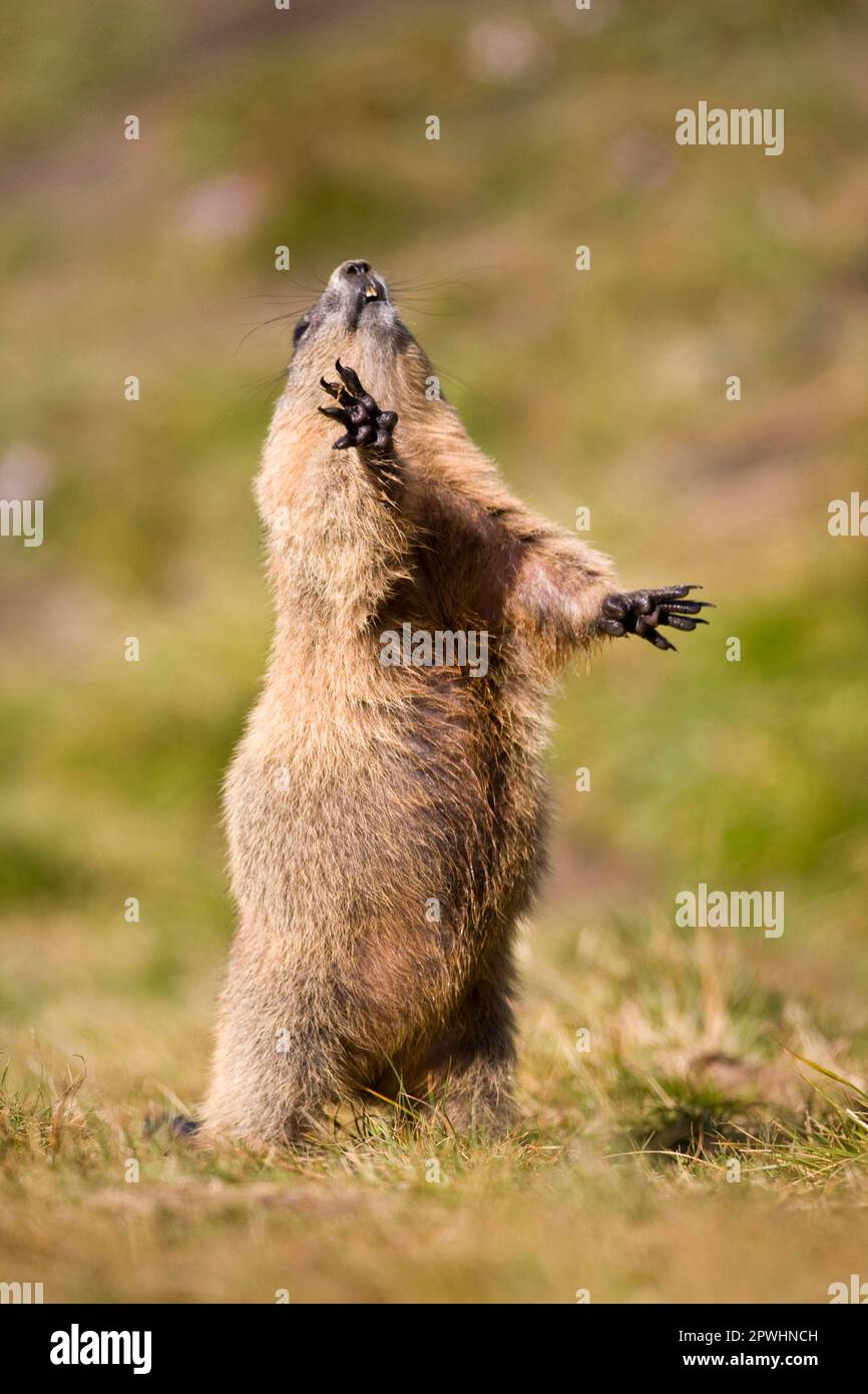 Marmot funny hi-res stock photography and images - Alamy
