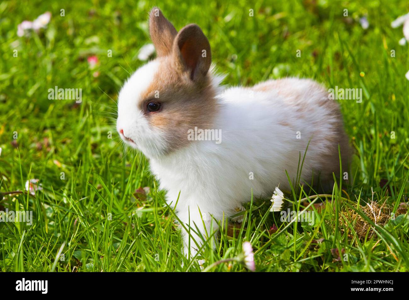 Baby rabbits breed animal hi-res stock photography and images - Alamy