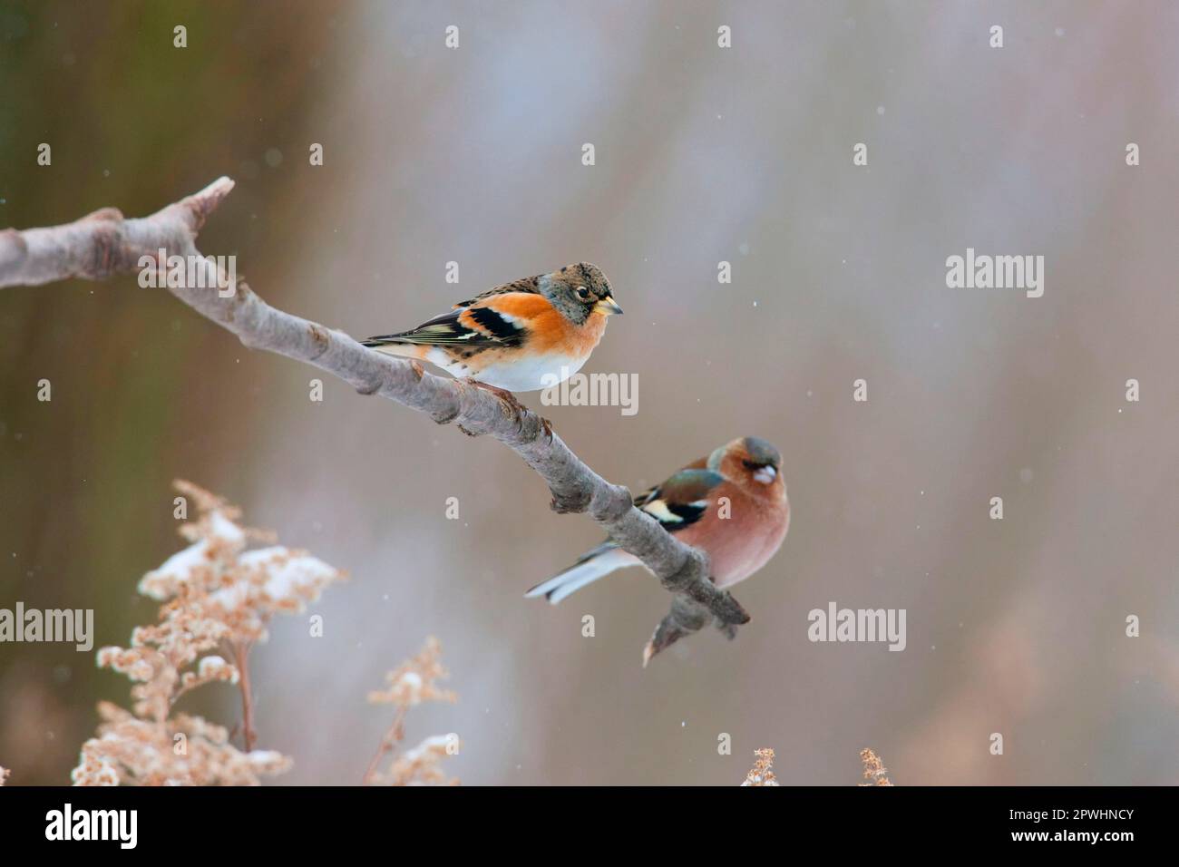 Brambling chaffinch hi-res stock photography and images - Alamy
