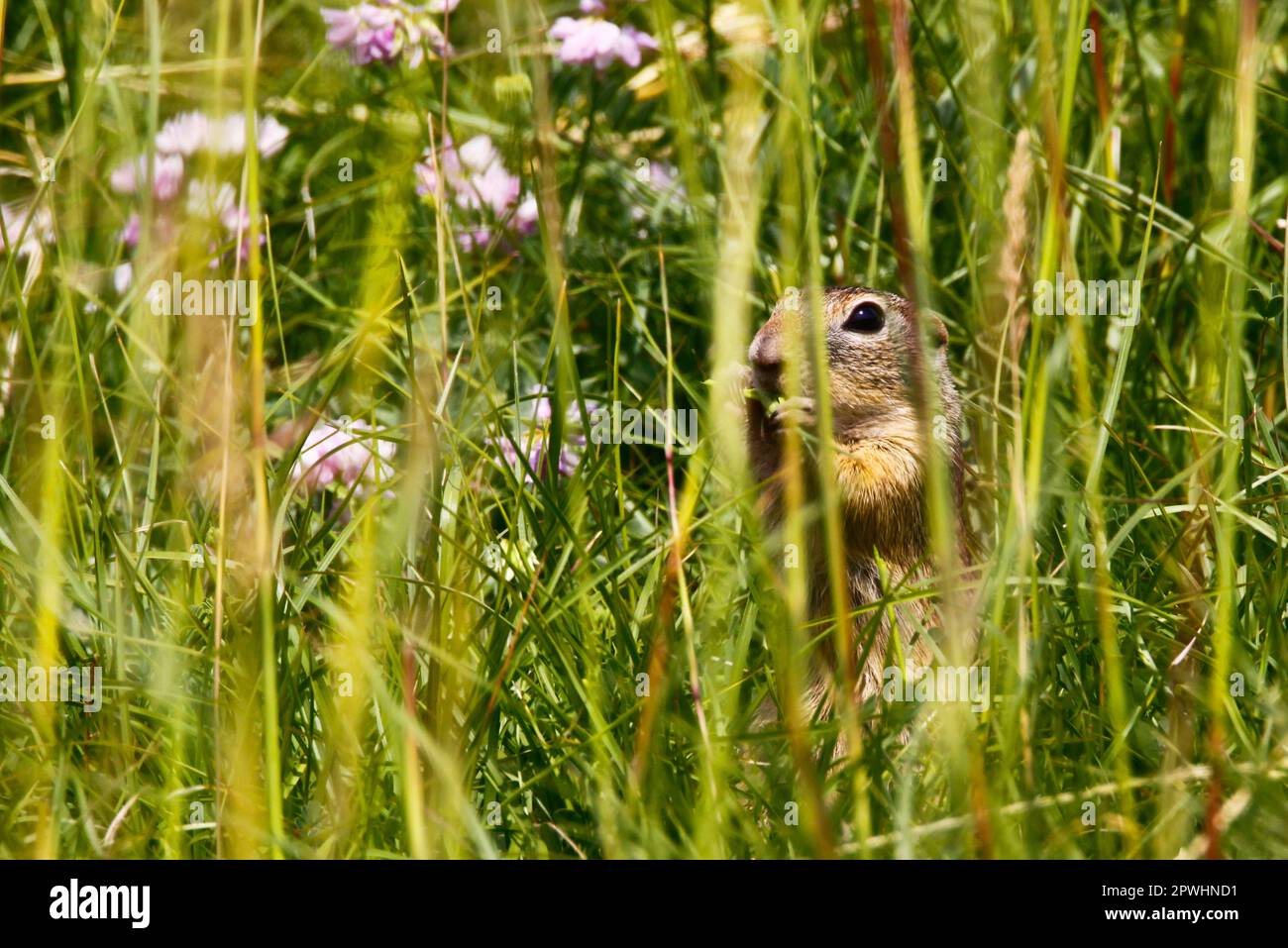 Gopher feeding hi-res stock photography and images - Alamy