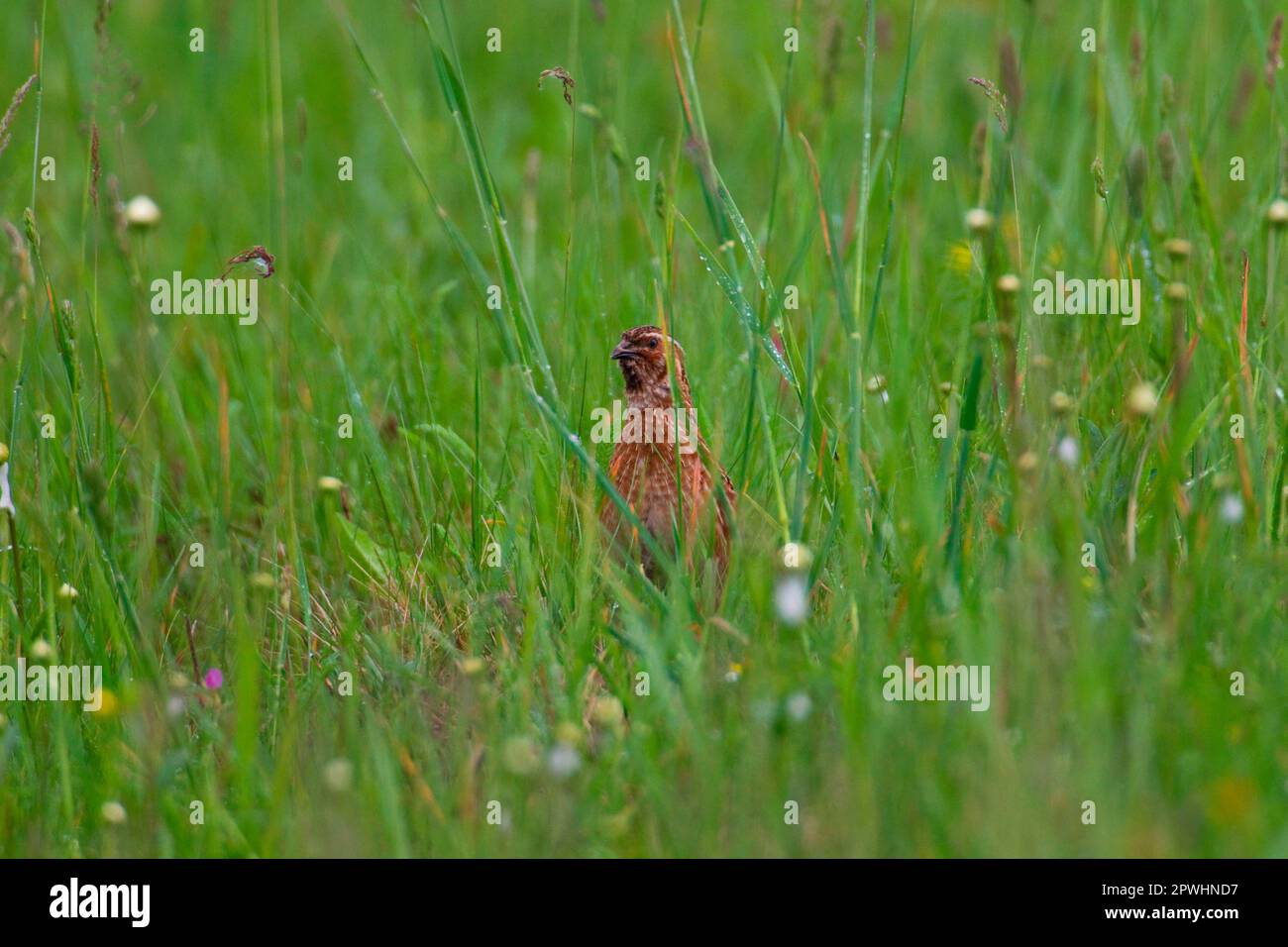 Quail animal hi-res stock photography and images - Alamy