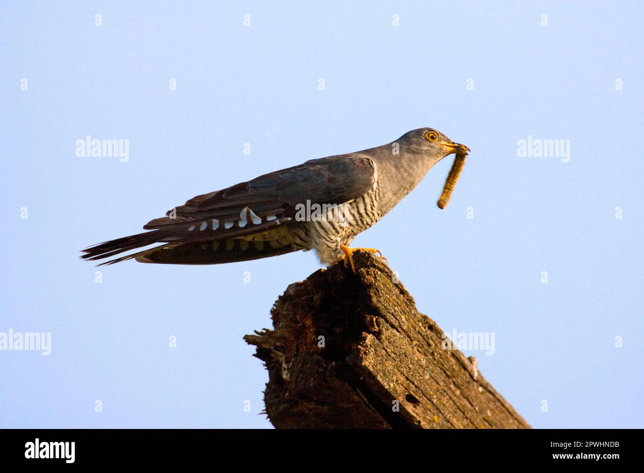 At prey catch hi-res stock photography and images - Alamy