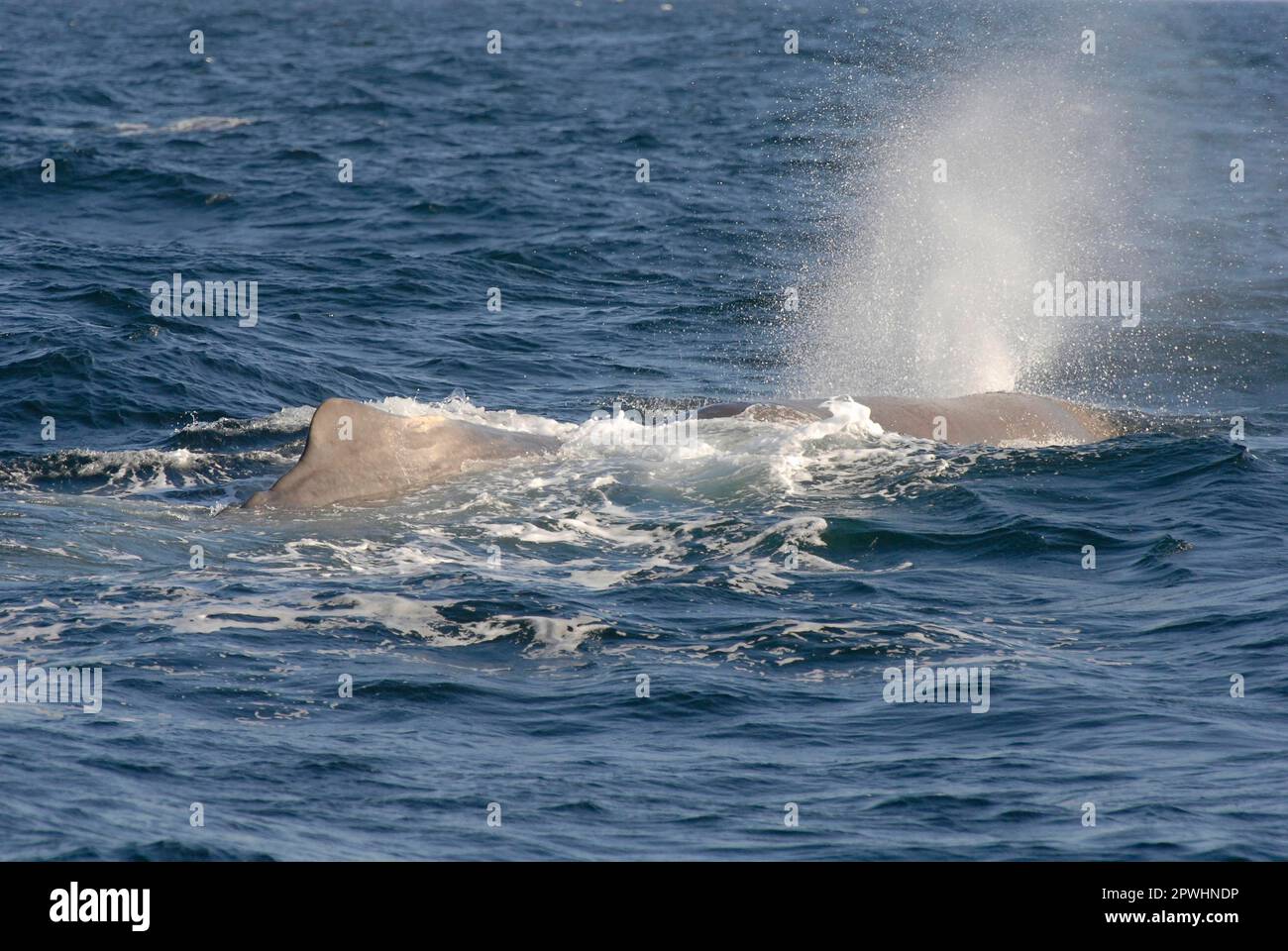 Mature sperm whale hi-res stock photography and images - Alamy