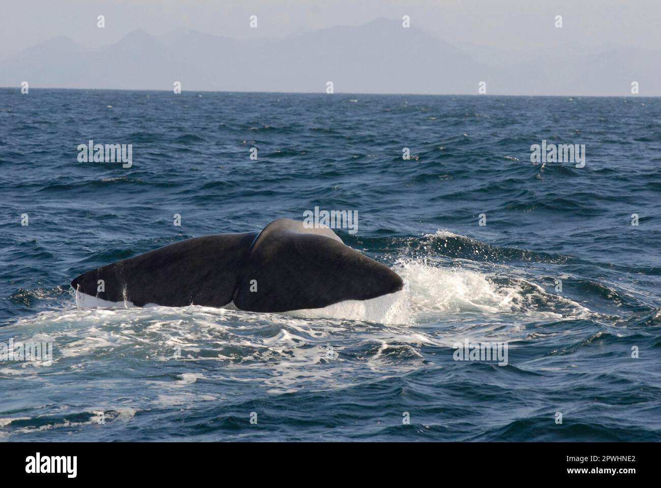 Mature sperm whale hi-res stock photography and images - Alamy