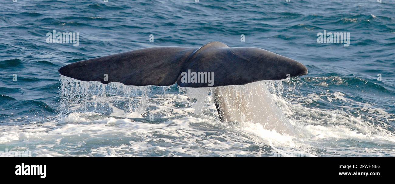 Mature sperm whale hi-res stock photography and images - Alamy