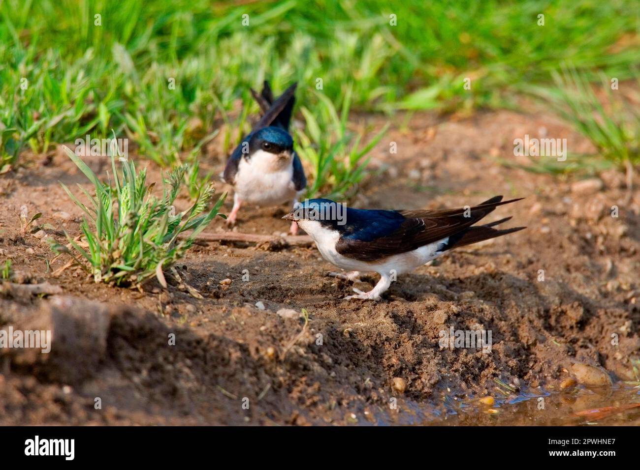 Nesting house martin hi-res stock photography and images - Alamy