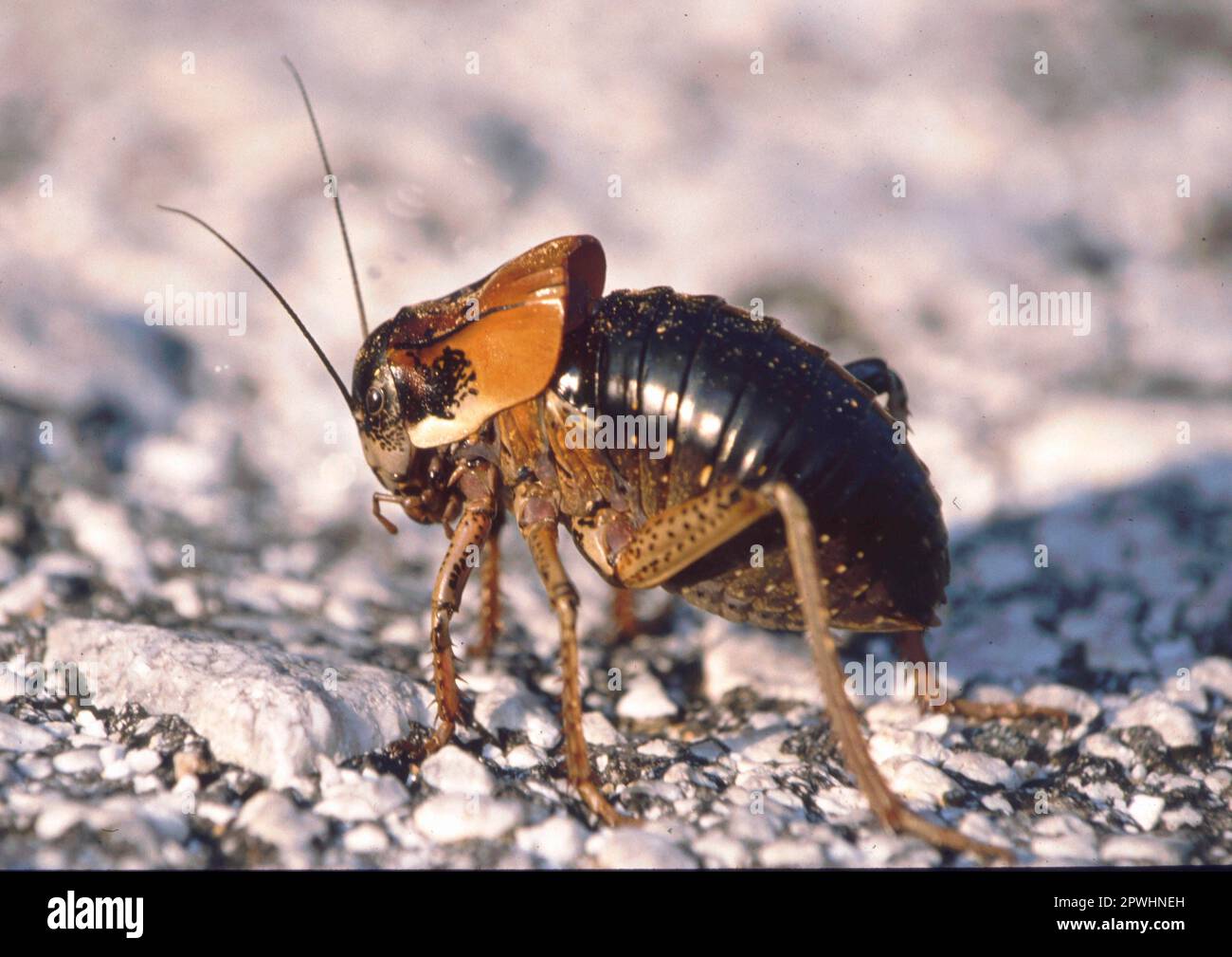 Cricket photography hi-res stock photography and images - Alamy