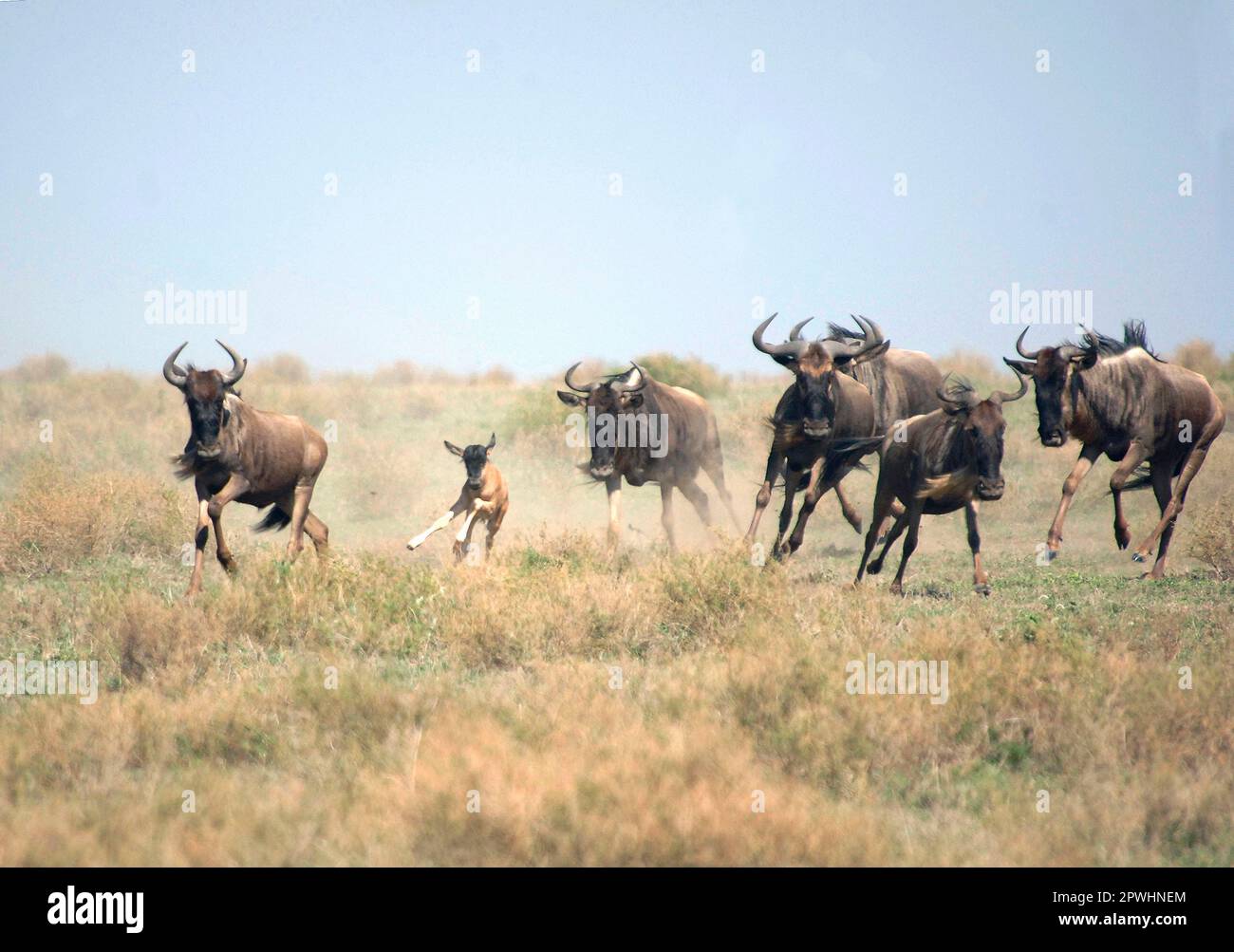 Several wildebeest hi-res stock photography and images - Alamy