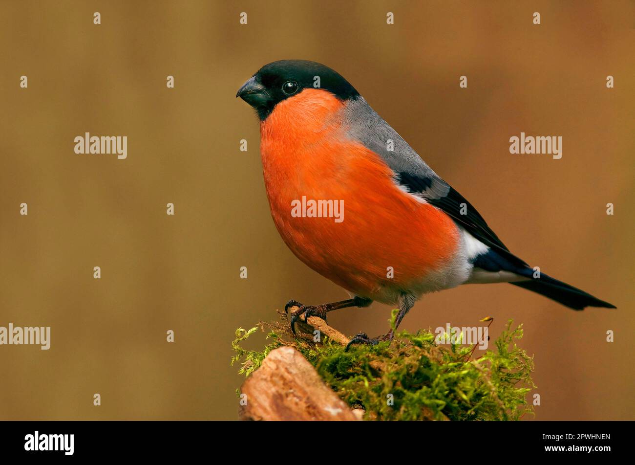 Passerine finches hi-res stock photography and images - Alamy