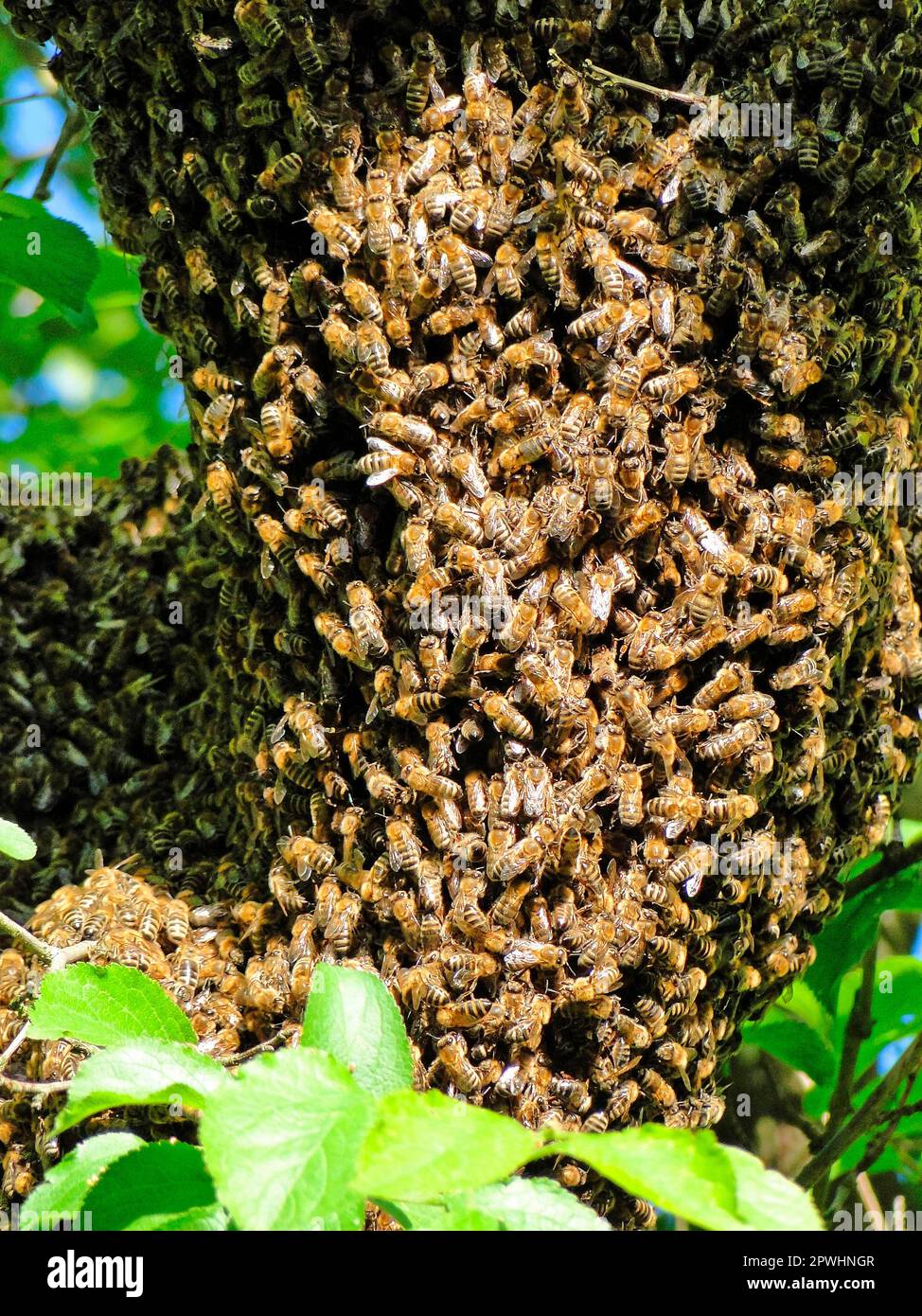 Bee Swarm, Bee Stock Photo - Alamy